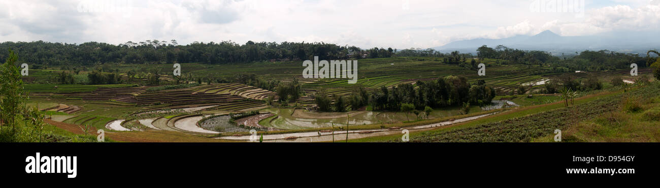 Rice paddies panorama Stock Photo - Alamy