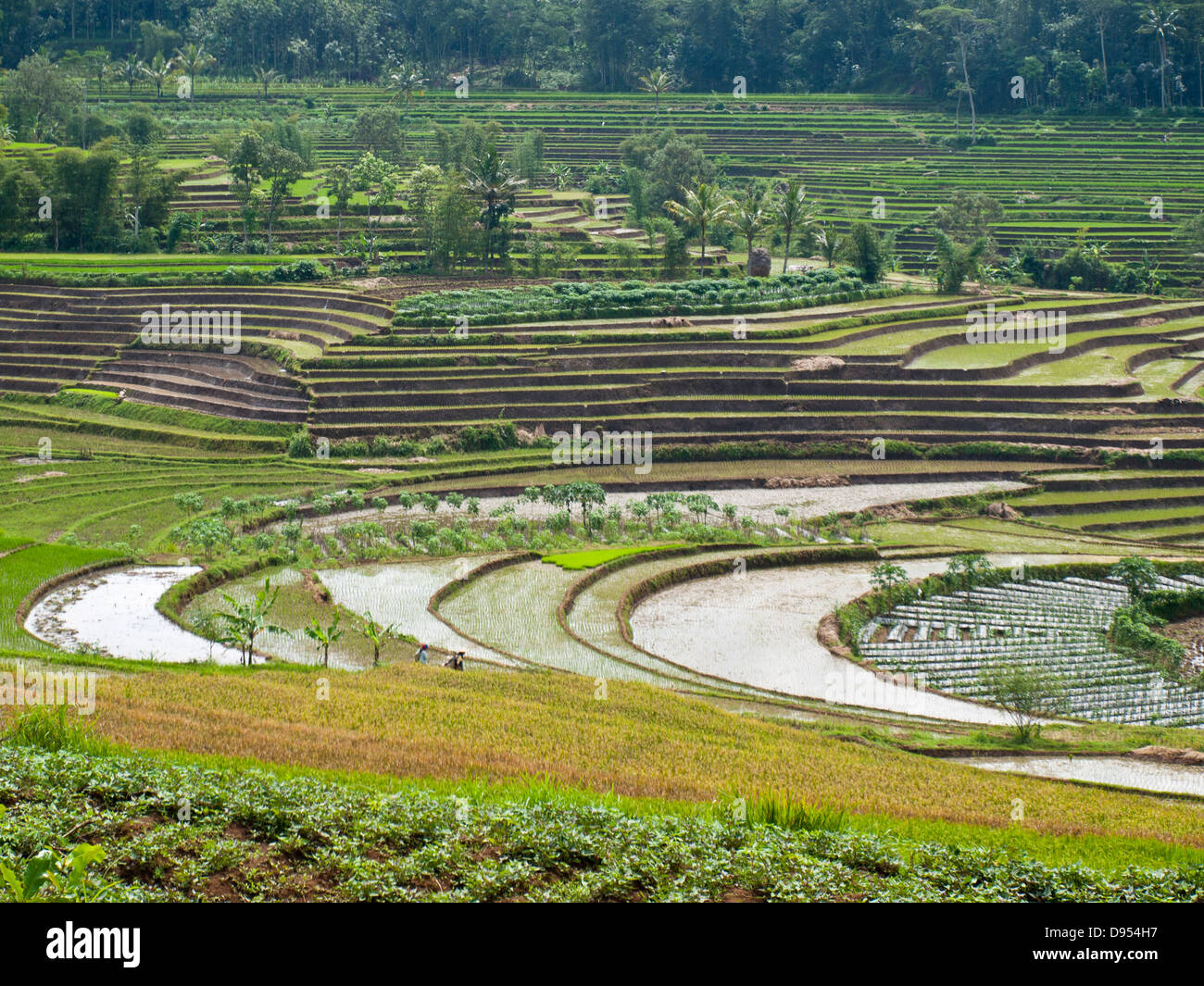 Java indonesia rice paddies hi-res stock photography and images - Alamy