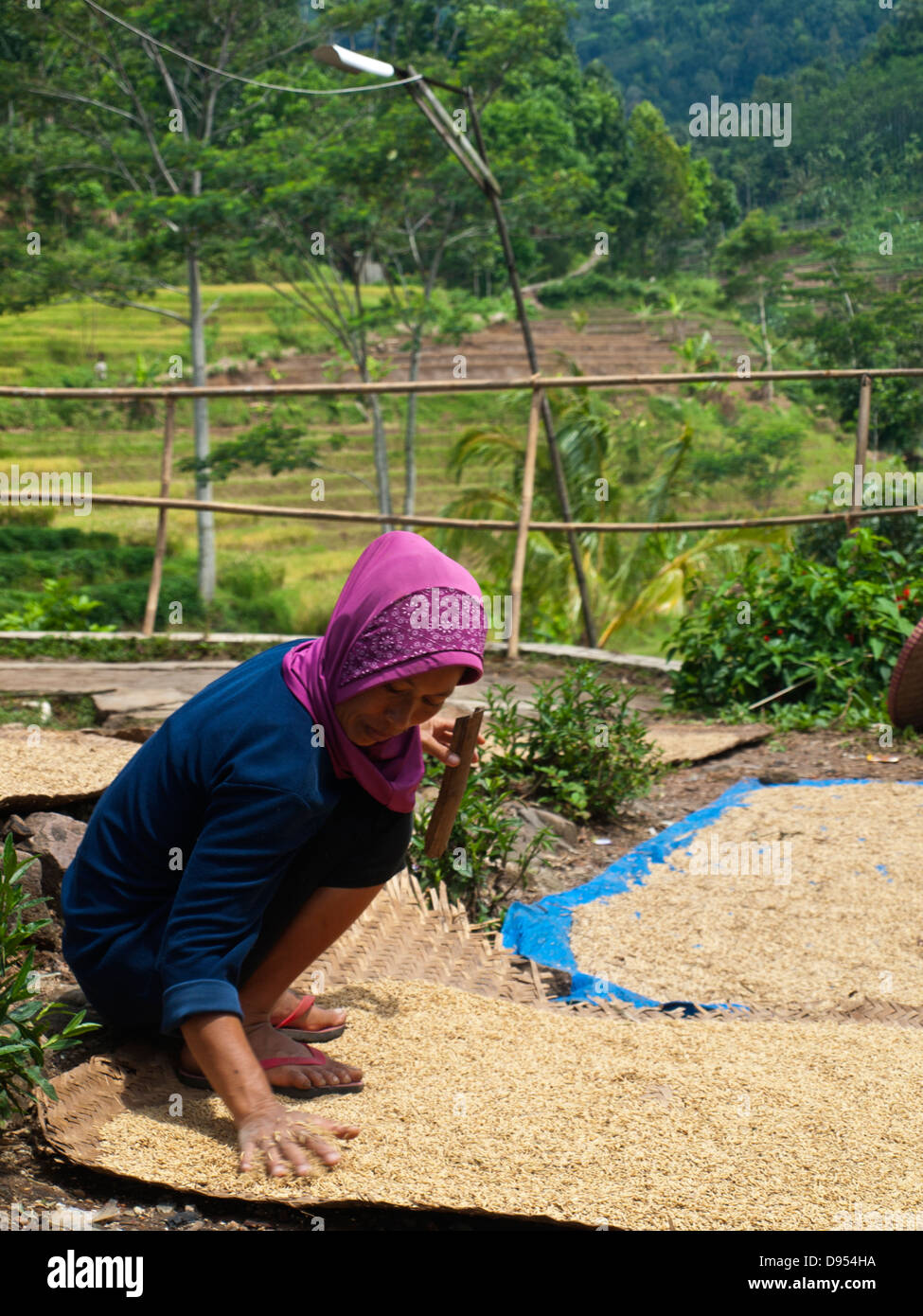 Taking care of drying rice in the sun Stock Photo - Alamy