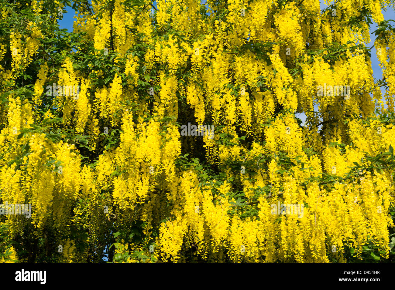 Laburnum anagyroides, common laburnum, England, June Stock Photo - Alamy