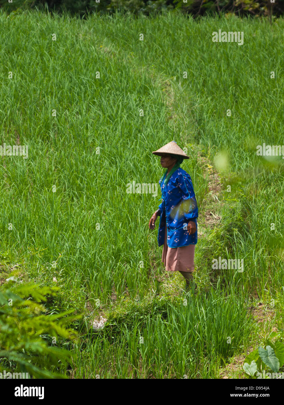 People working in the rice fields of Java Stock Photo - Alamy