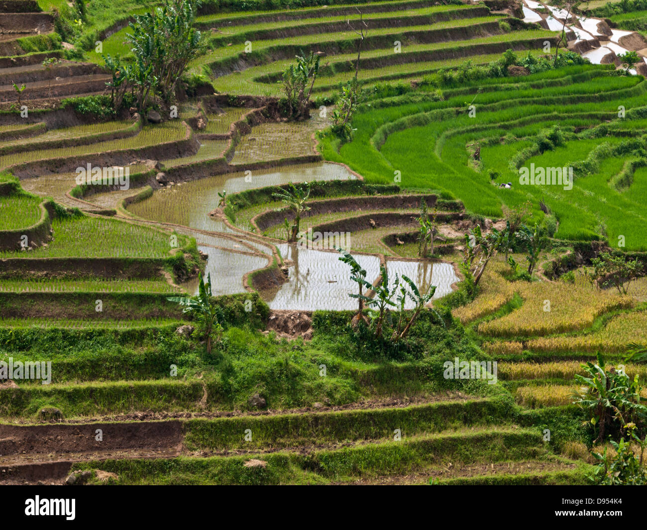 Island of rice paddies hi-res stock photography and images - Alamy