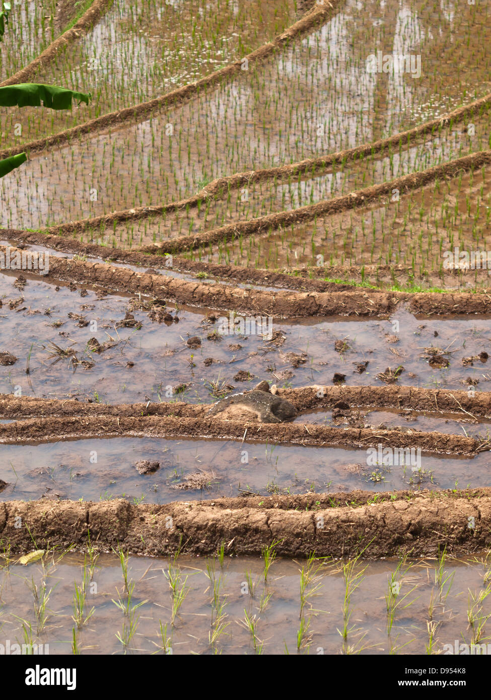 Java indonesia rice paddies hi-res stock photography and images - Alamy