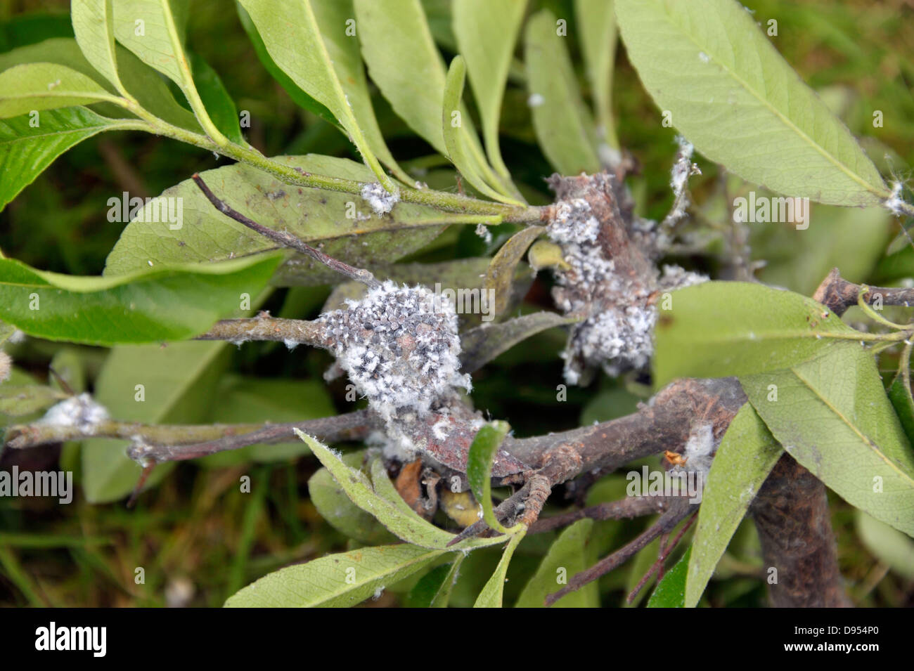 Woolly aphid infestation on a garden Pyracantha shrub Stock Photo - Alamy