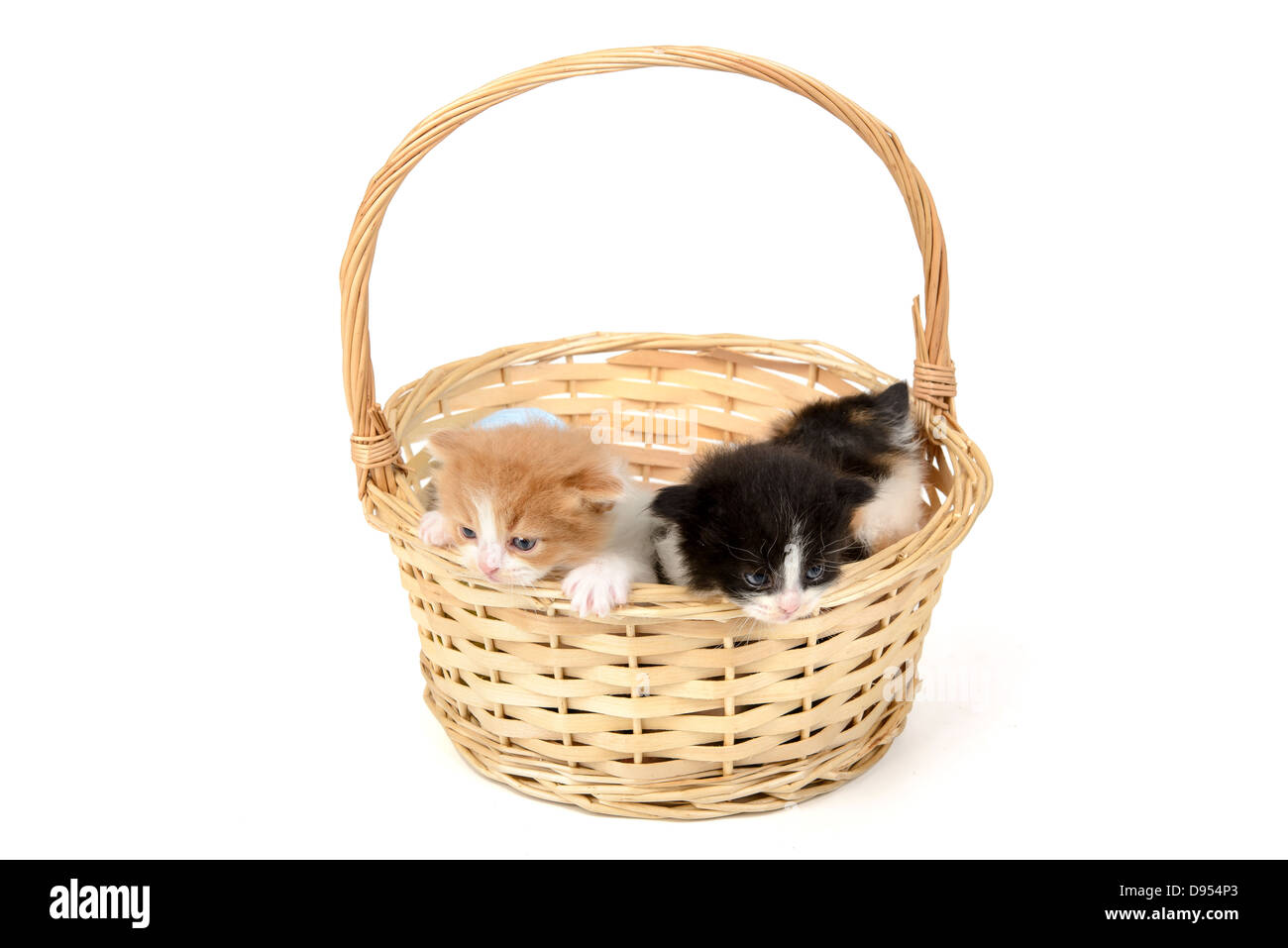 Lovely kittens inside a basket isolated in white Stock Photo - Alamy