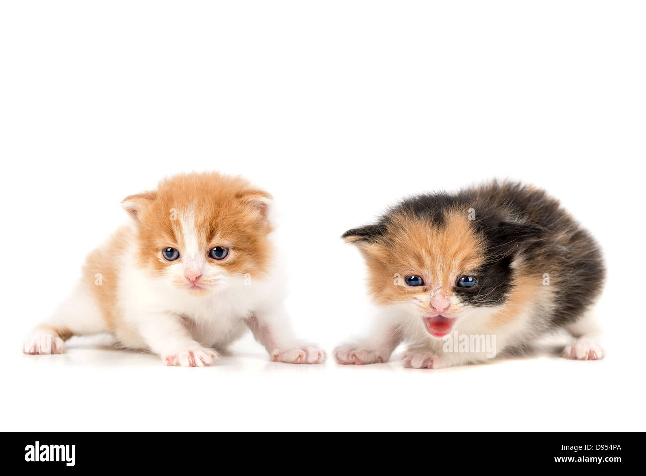 Two lovely kittens isolated in white Stock Photo - Alamy