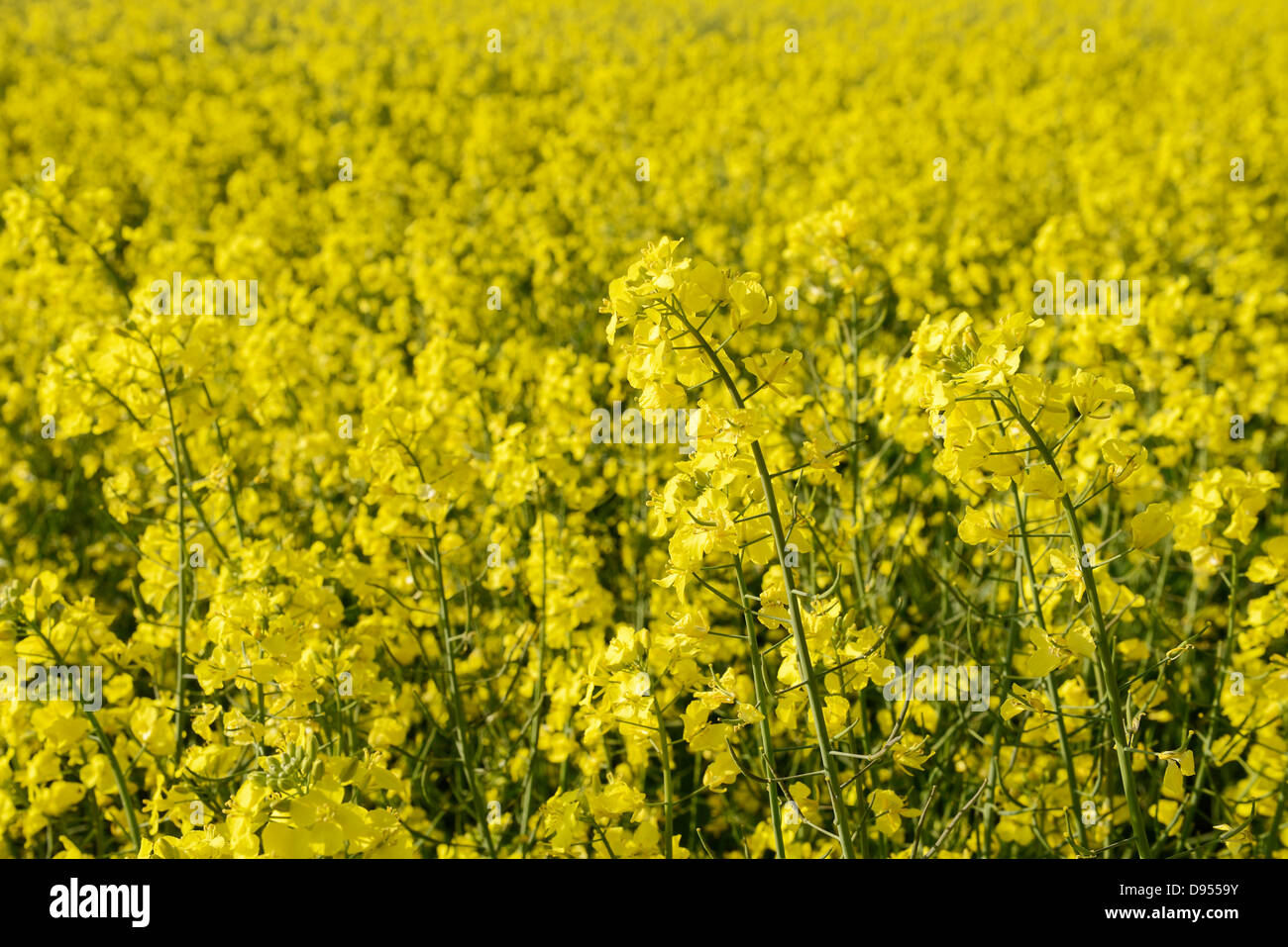 Field of Oil Seed Rape in flower Stock Photo - Alamy