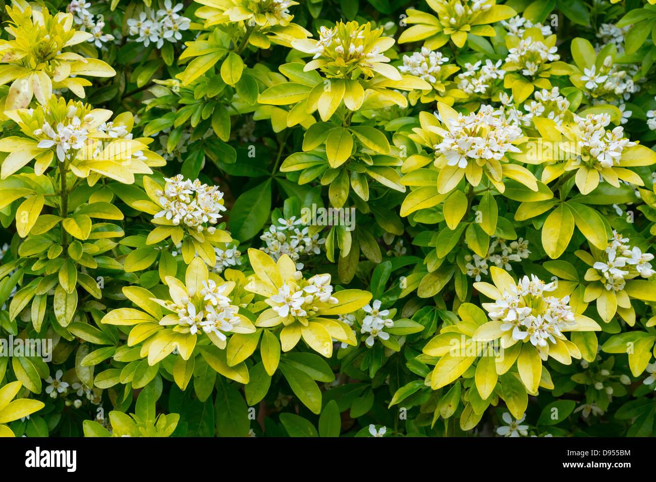 Mexican orange blossom Choisya Stock Photo - Alamy