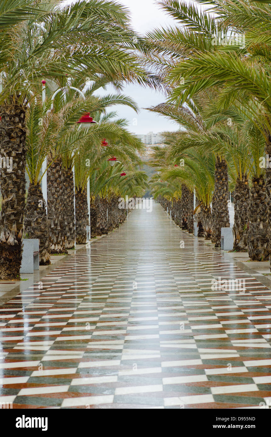 Palm tree lined promenade on a rainy day Stock Photo - Alamy