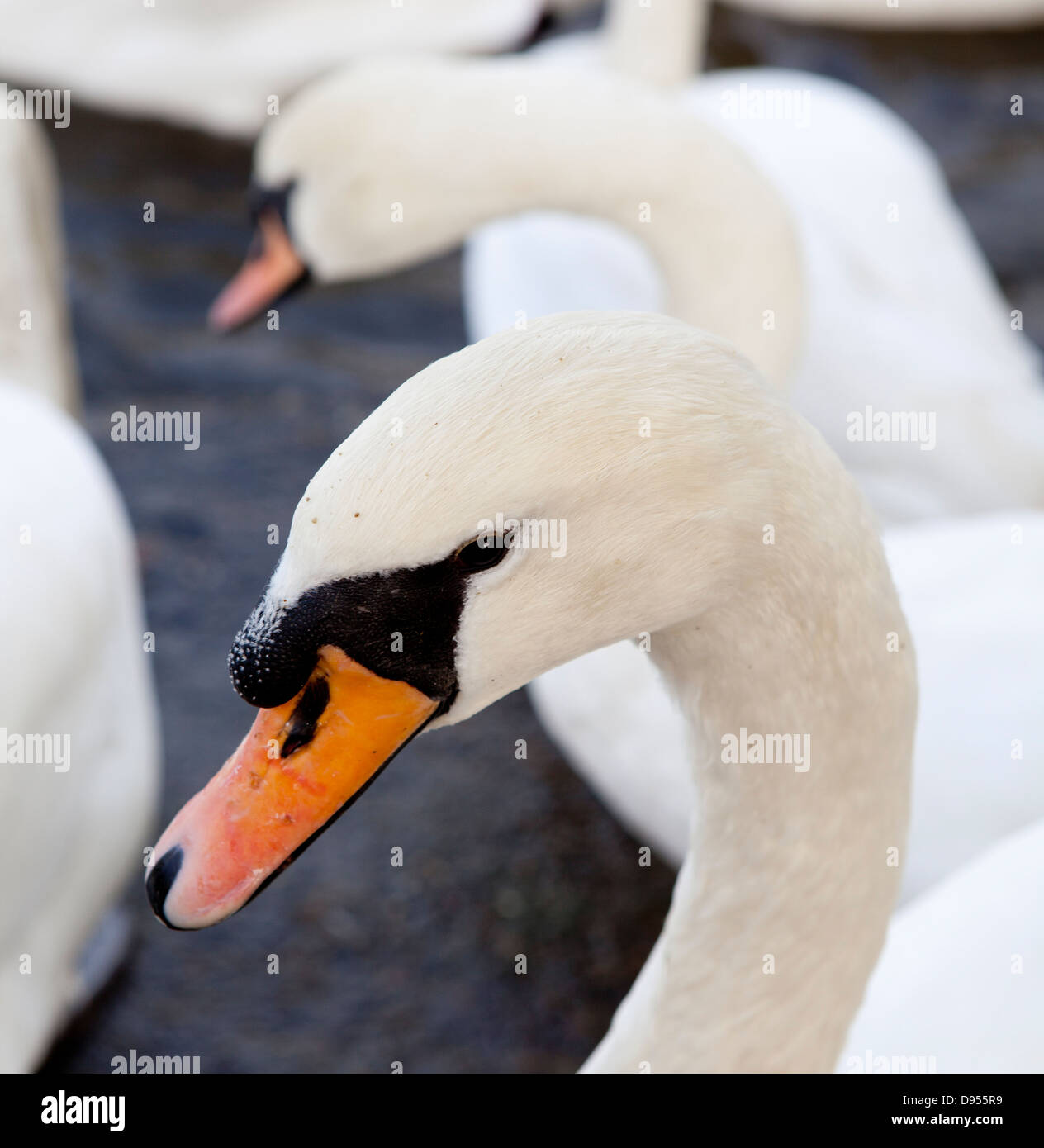 Windsor thames swans hi-res stock photography and images - Alamy