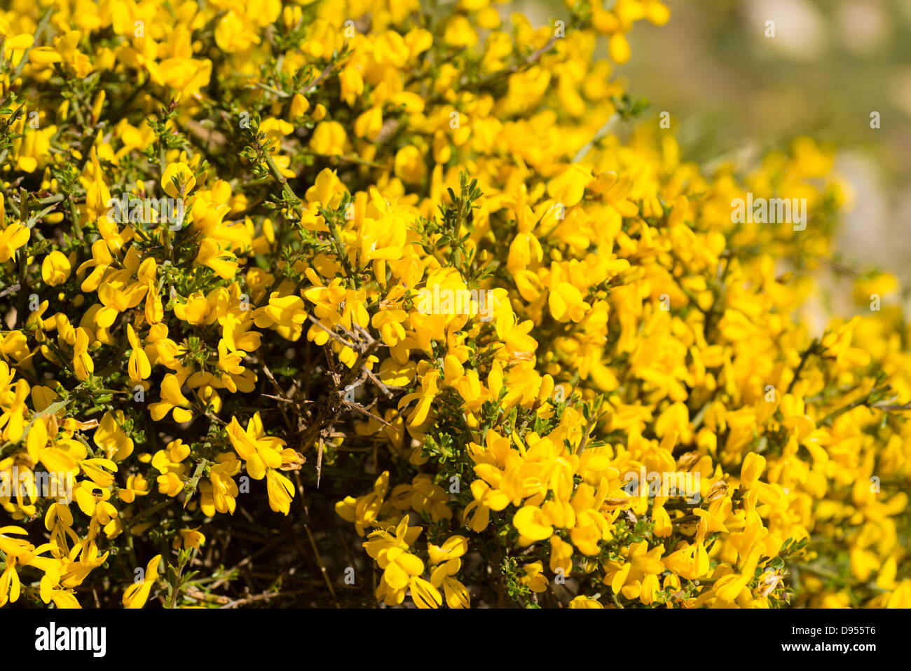 Genista shrub mediterranean flora hi-res stock photography and images ...