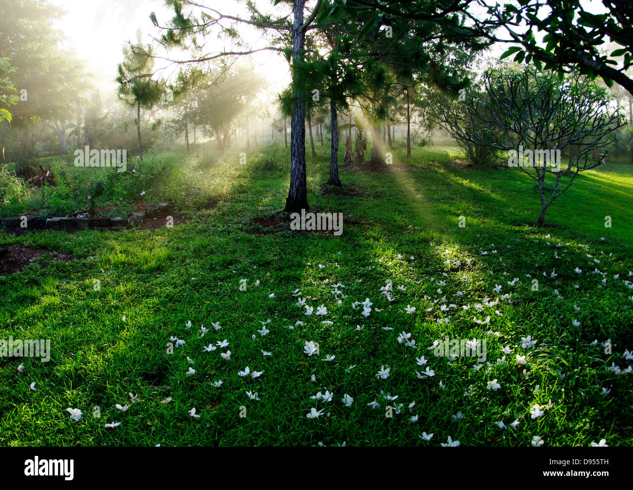Misty Sunlight on Frangi Pangi Flowers Stock Photo - Alamy