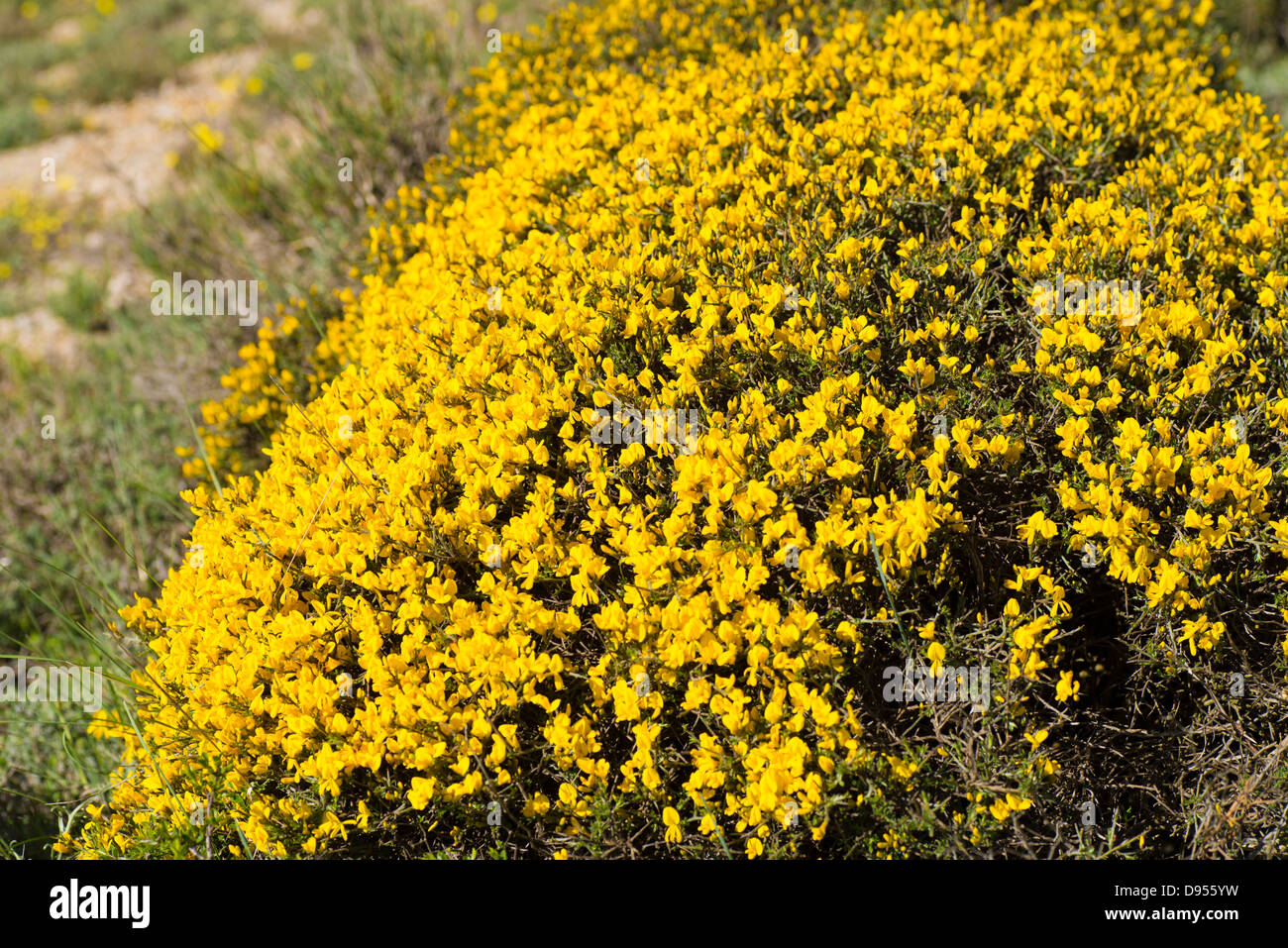 Genista shrub mediterranean flora hi-res stock photography and images ...