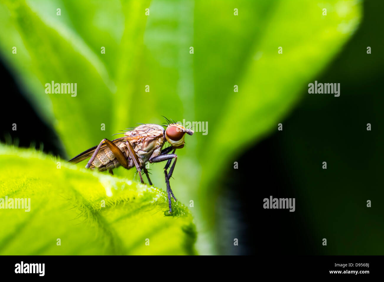 Detailed fly pattern hi-res stock photography and images - Alamy
