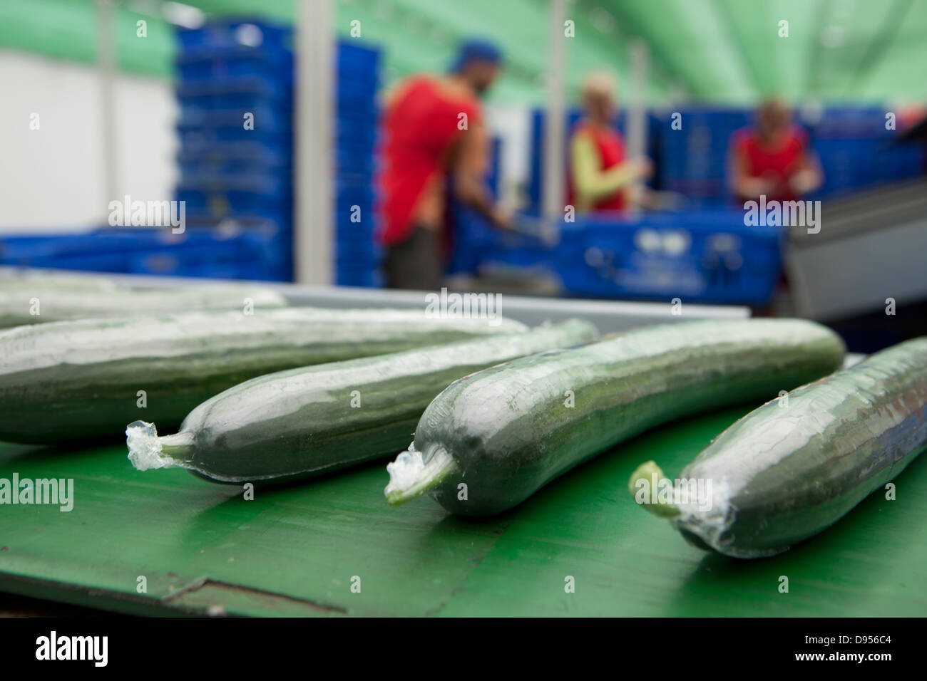Greenhouse cucumber uk hi-res stock photography and images - Alamy