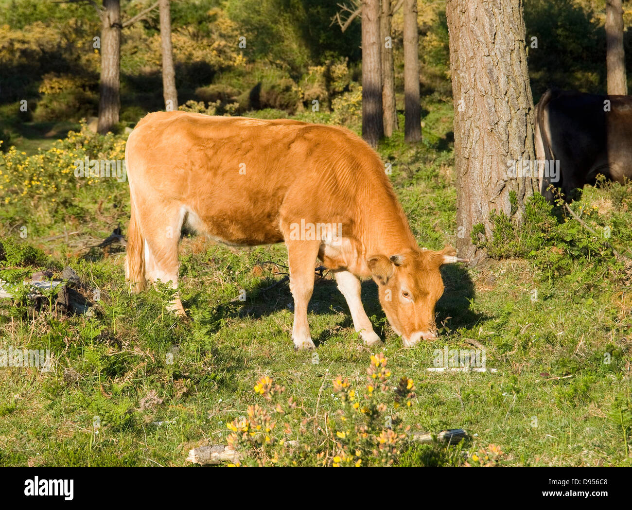 Light brown cow hi-res stock photography and images - Alamy