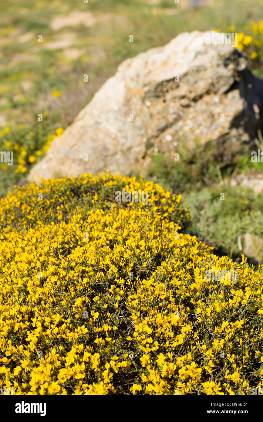 Genista shrub mediterranean flora hi-res stock photography and images ...