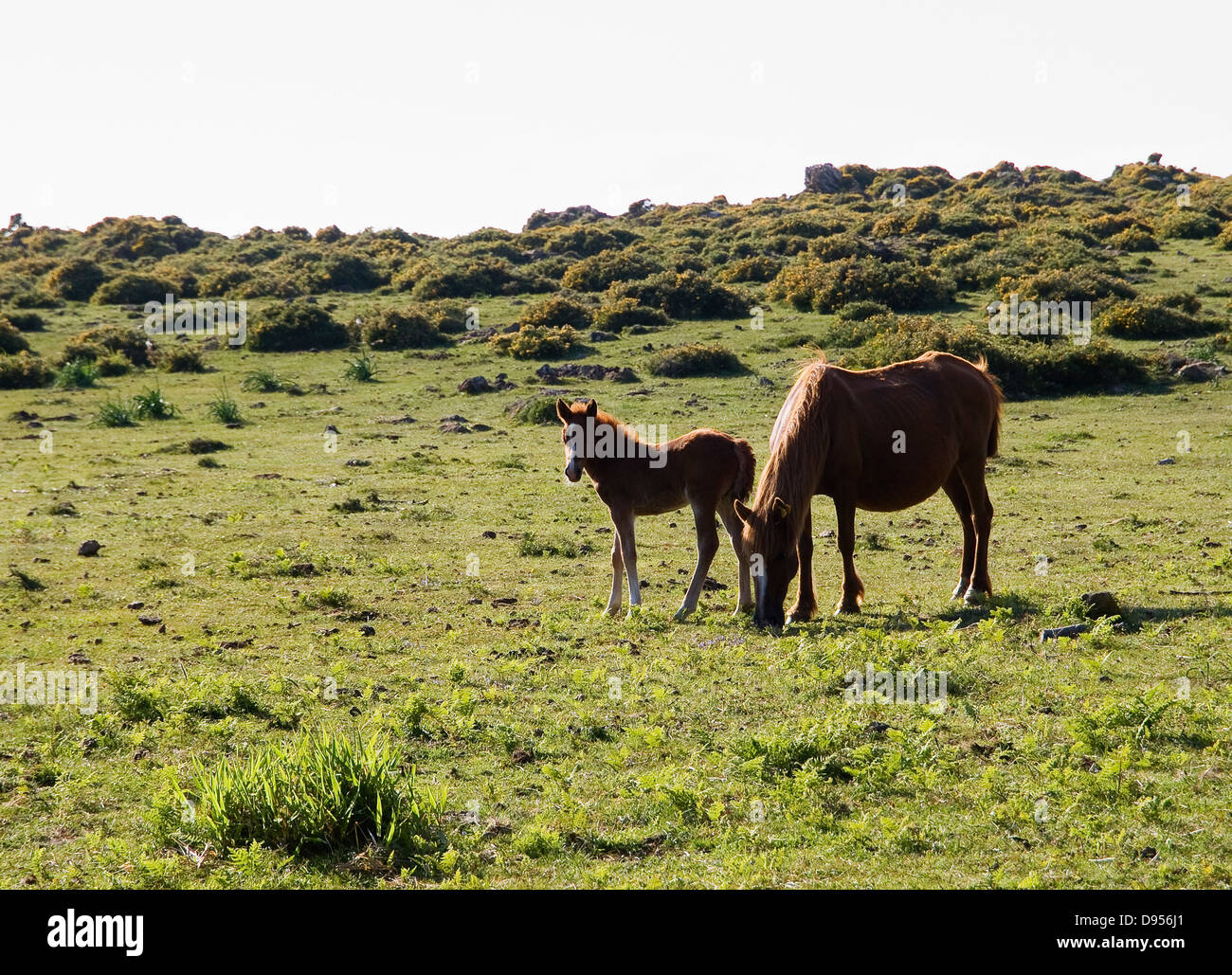 Mare and colt hi-res stock photography and images - Alamy