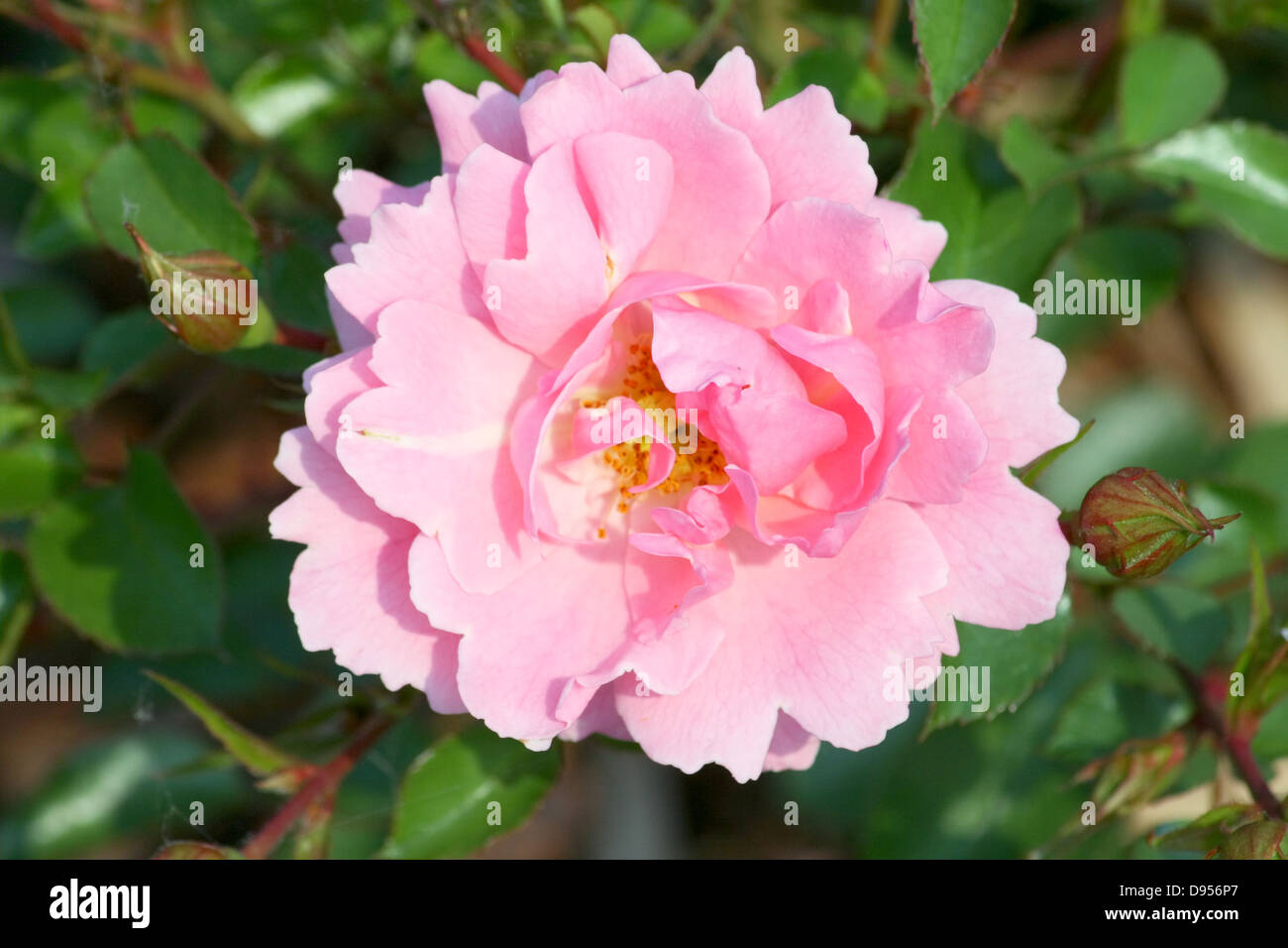 pink rose blossom Stock Photo - Alamy