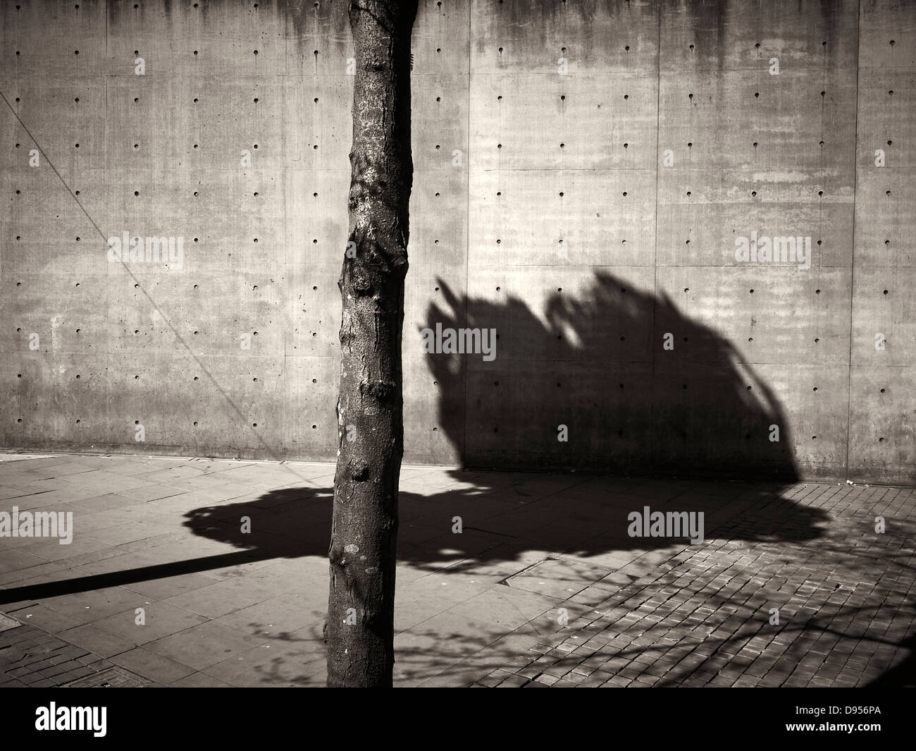 Tree and shadow with concrete wall Stock Photo - Alamy