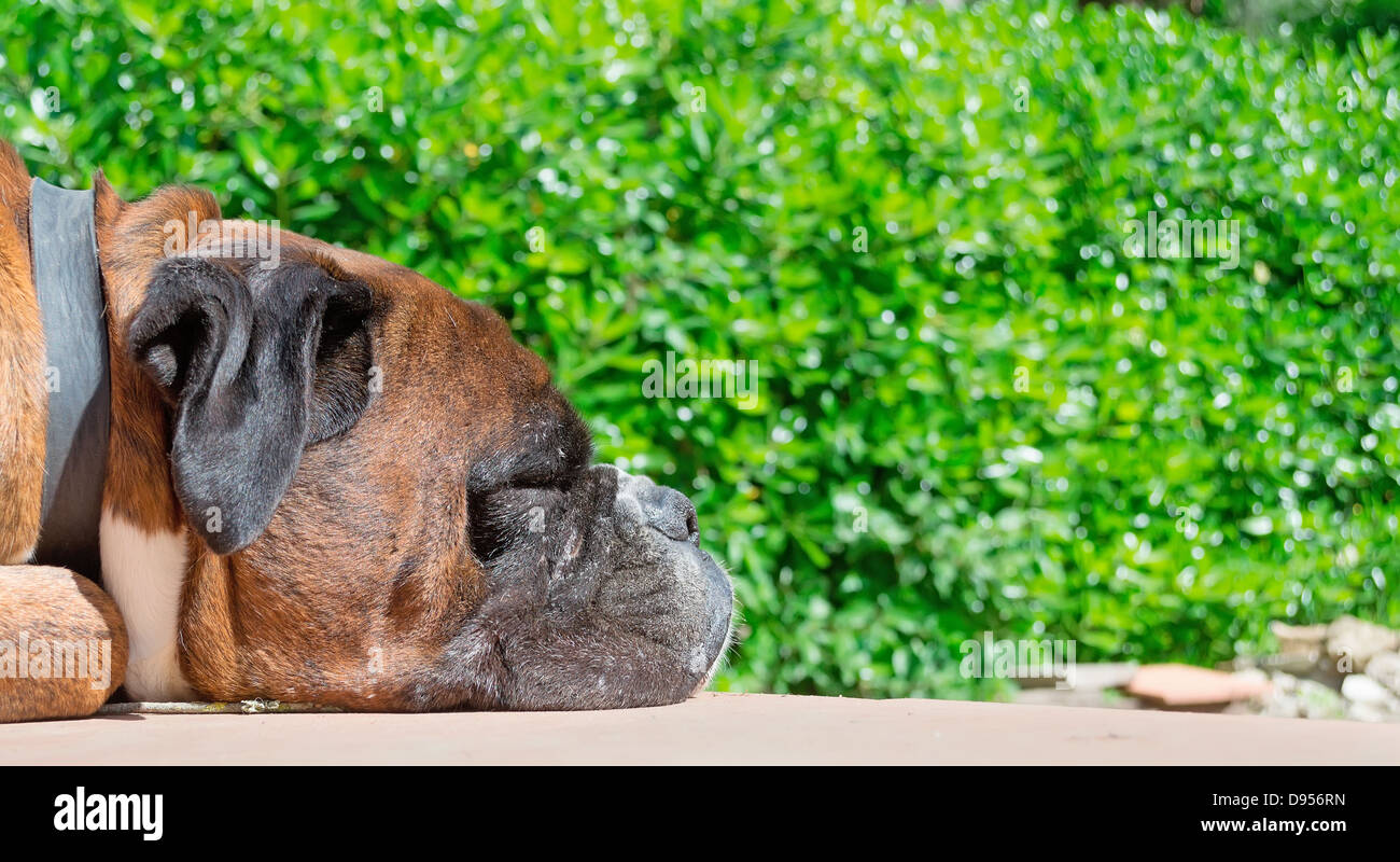 portrait of a boxer dog Stock Photo - Alamy