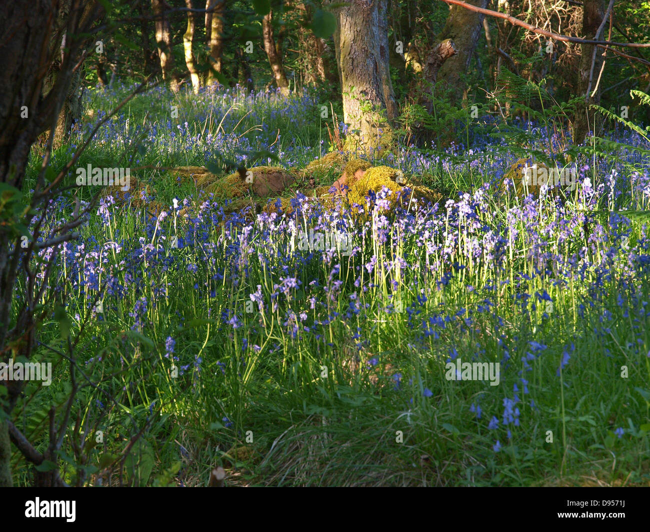 bluebells in woodland in Morven in the Scottish Highlands, with dappled ...