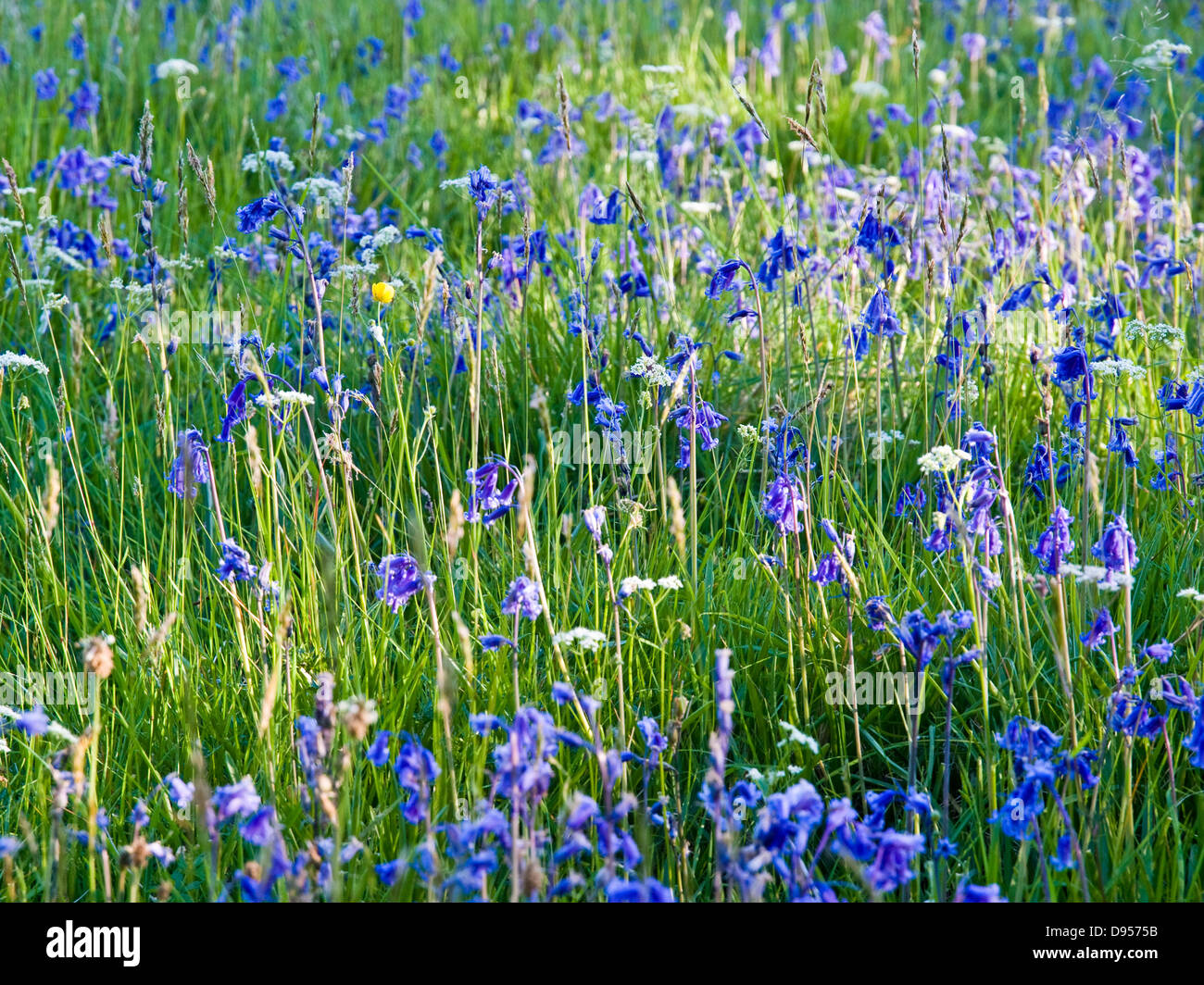 bluebells in Scottish meadow with dappled sunlight Stock Photo - Alamy