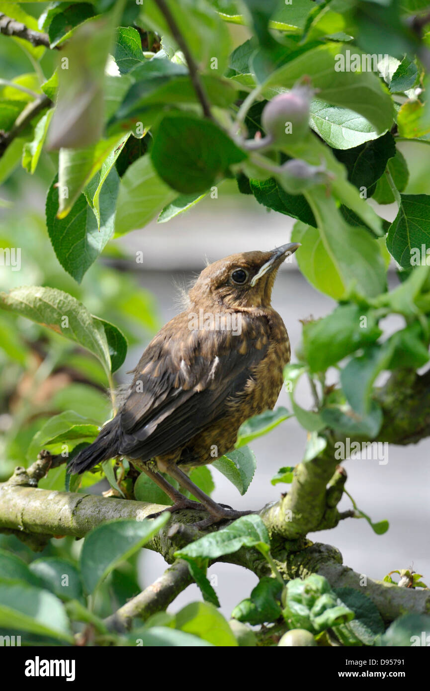 Common Blackbird fledgling in a UK garden Stock Photo - Alamy
