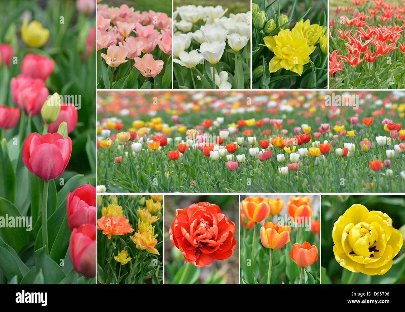 Collection Of Colorful Tulip Flowers Stock Photo - Alamy