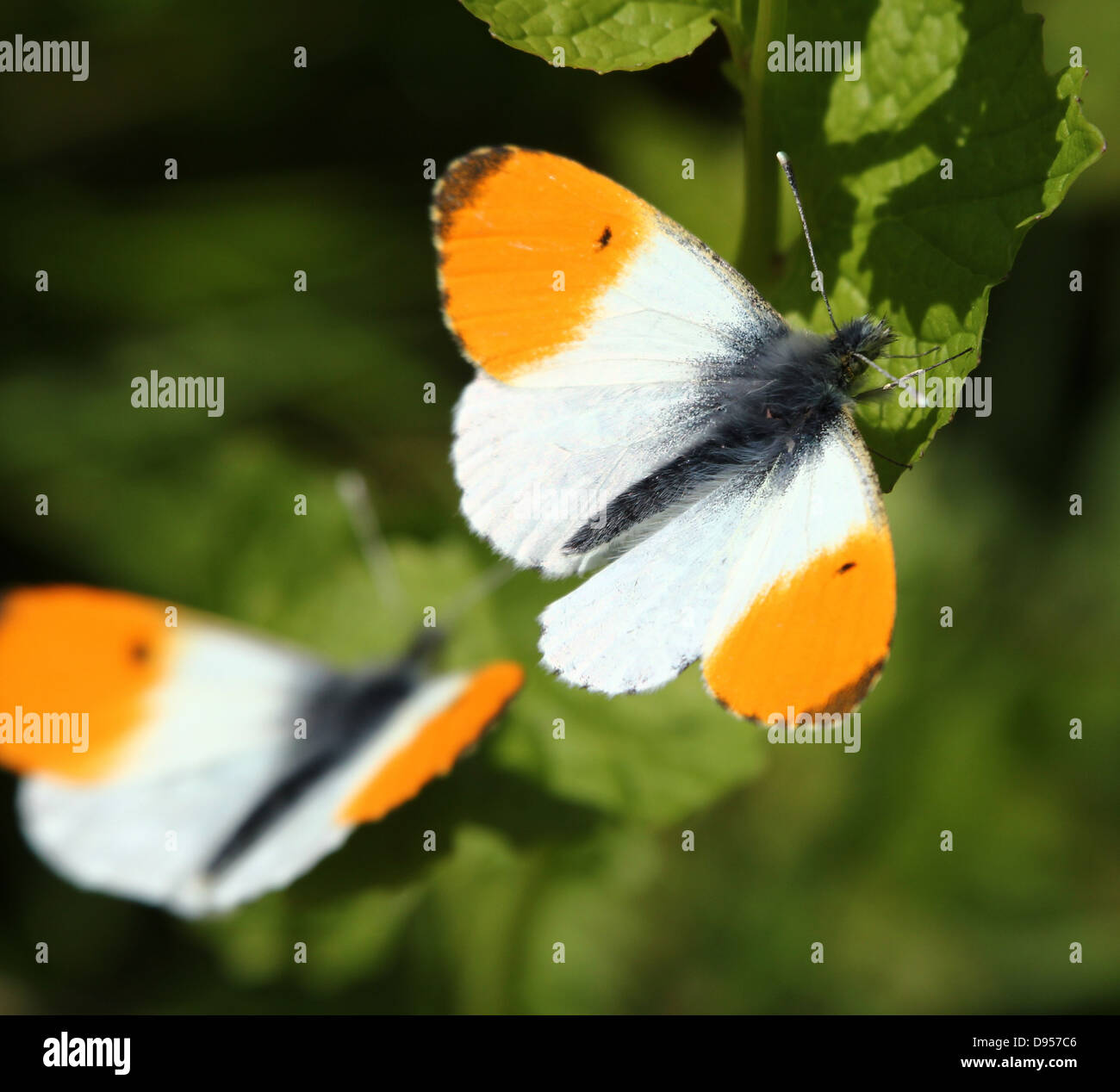 Orange tip butterflies hi-res stock photography and images - Alamy