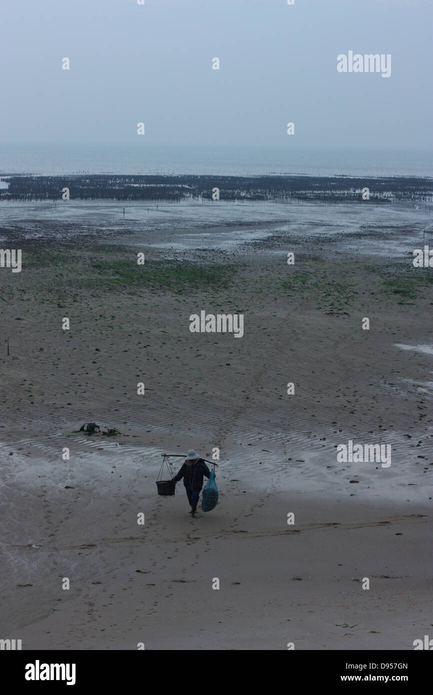 An oyster farmer walks in from the oyster beds during low tide ...