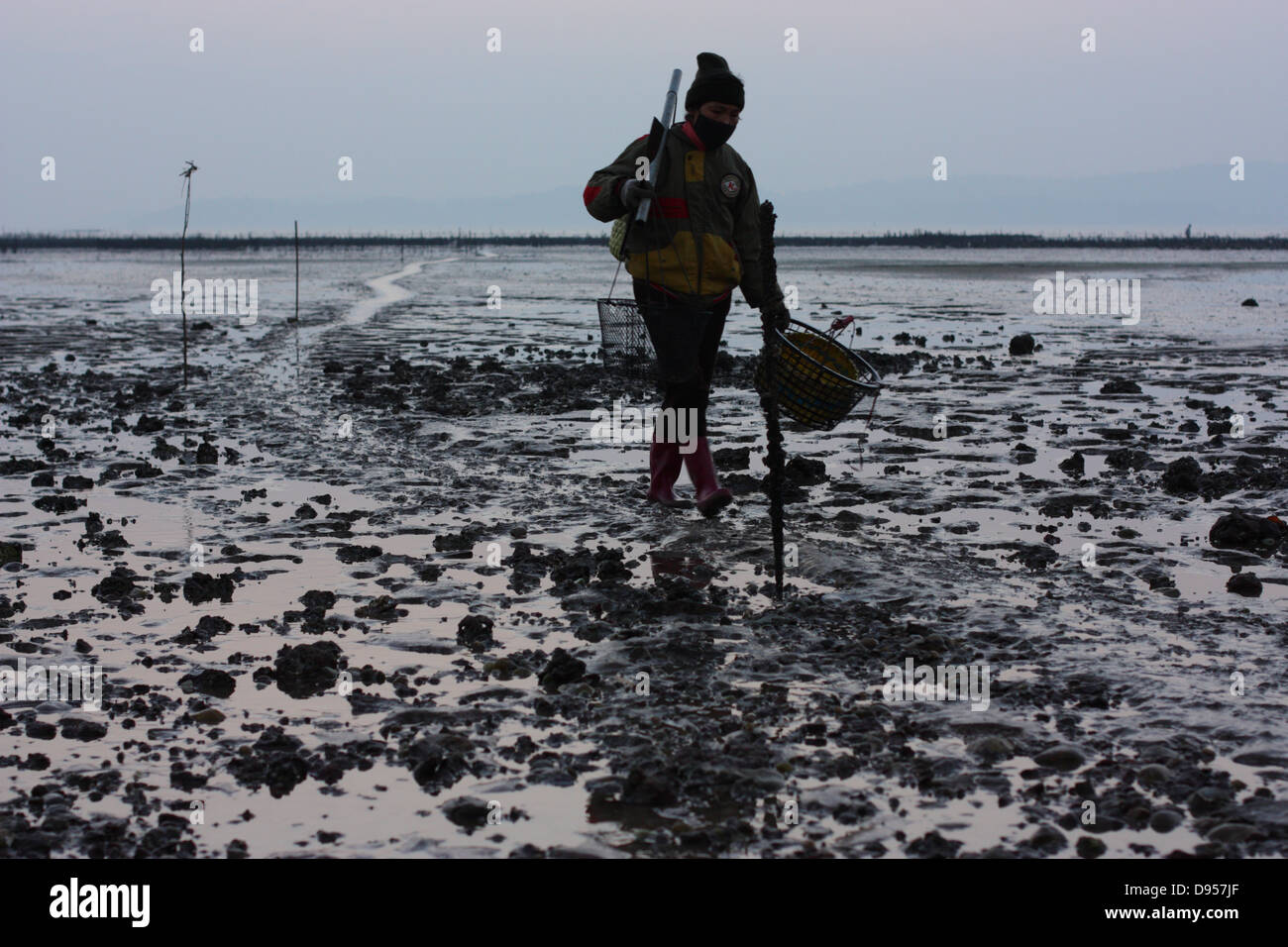 An oyster farmer walks in from the oyster beds during low tide ...