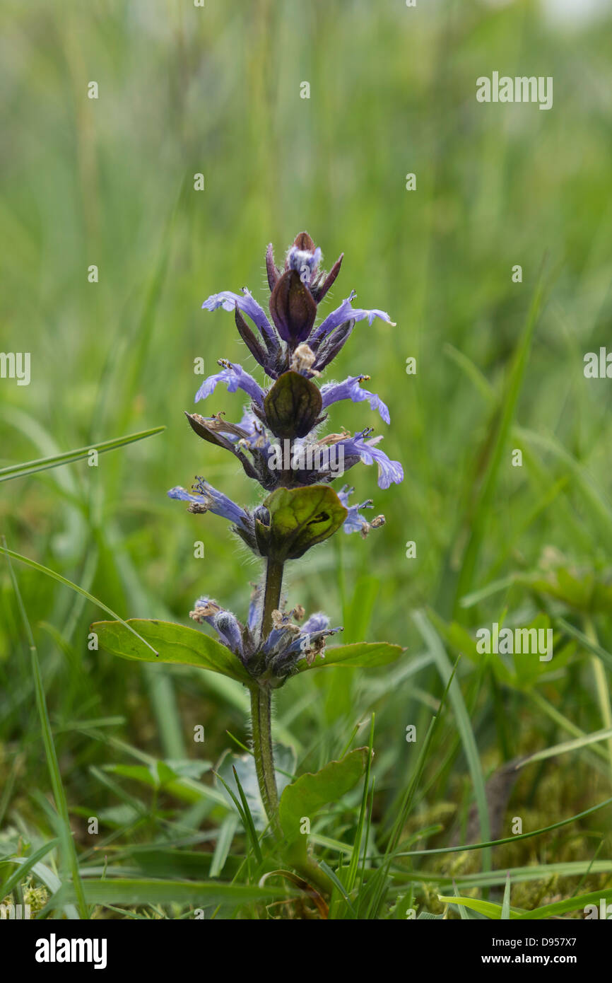Flowering Bugle in English Meadow Stock Photo - Alamy