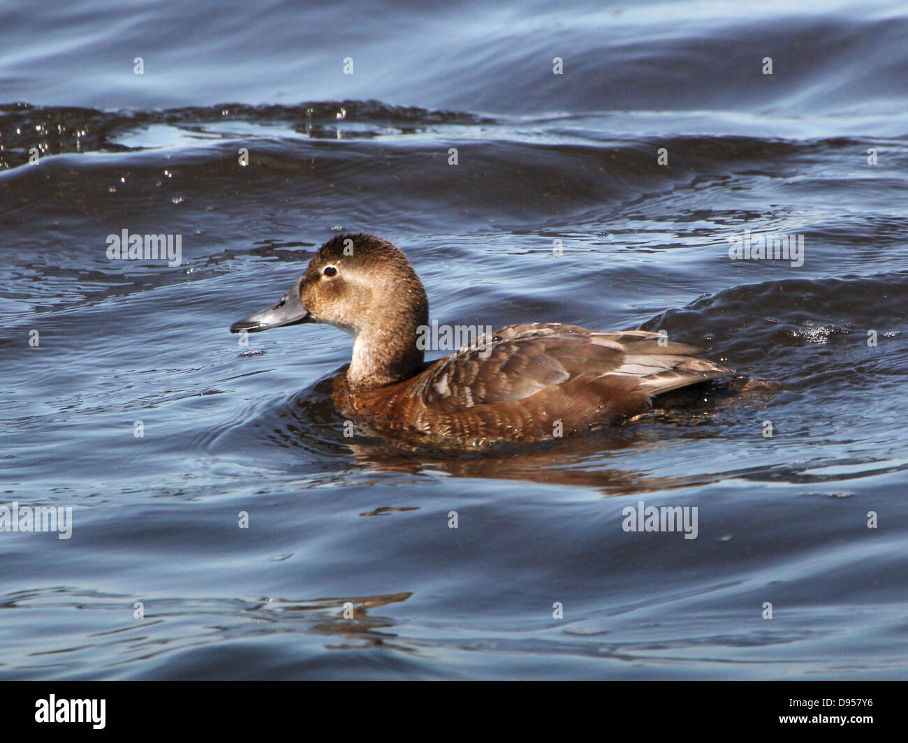 Female common pochard ferina swimming hi-res stock photography and ...