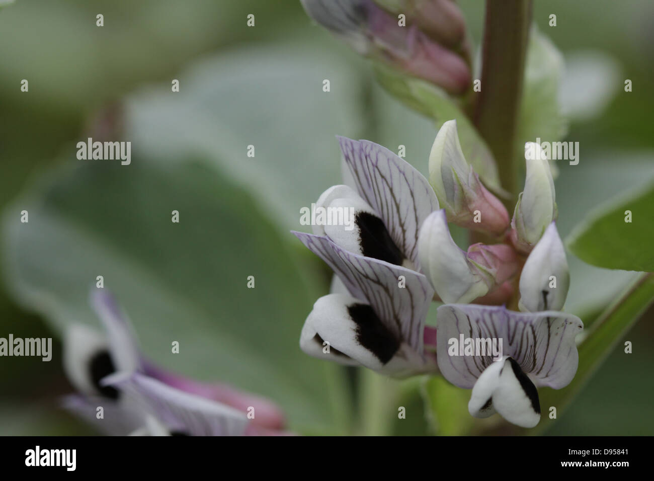 Field fava bean vicia faba hi-res stock photography and images - Alamy
