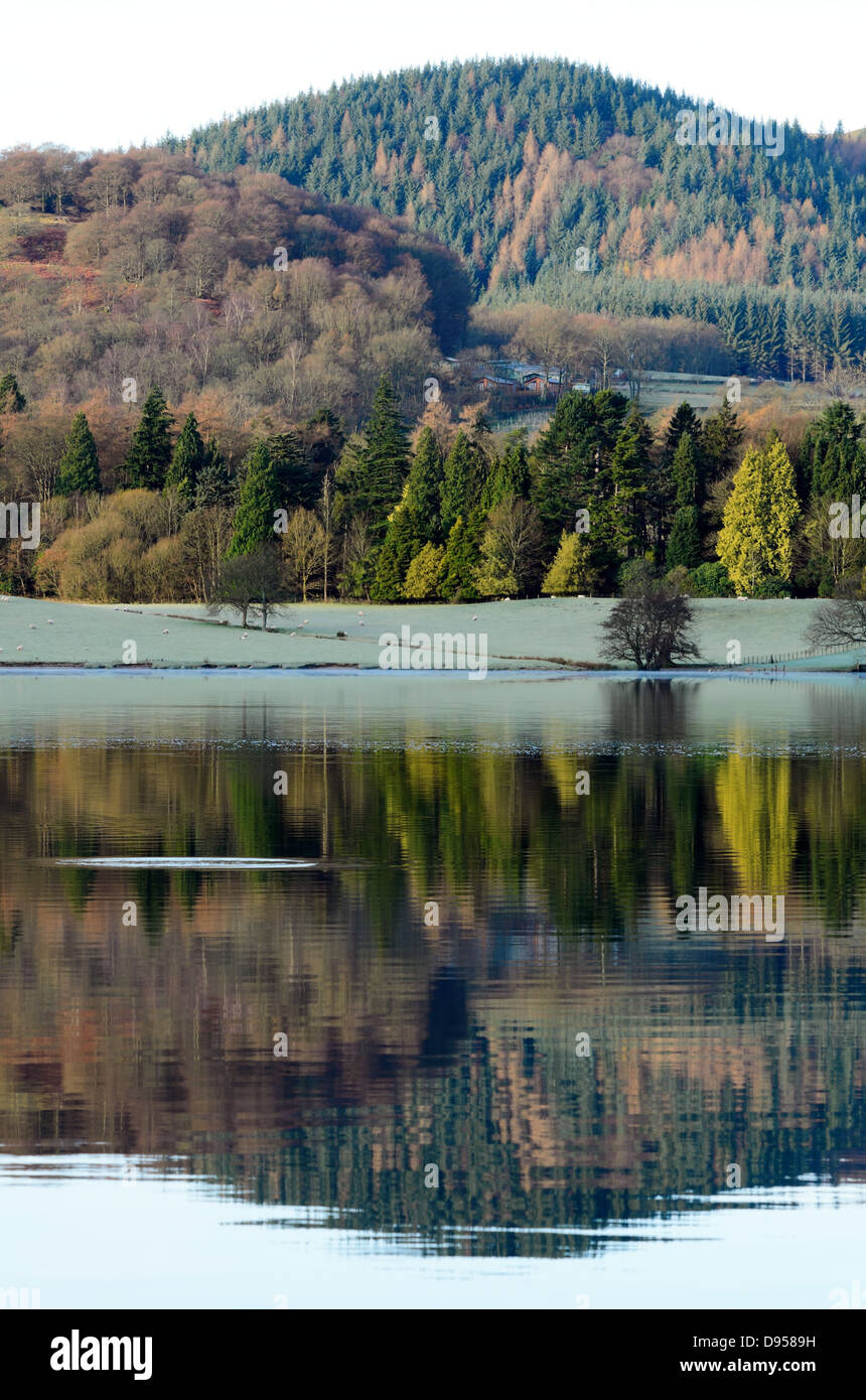 Fish disturbing surface of Ullswater in the Lake District National Park ...