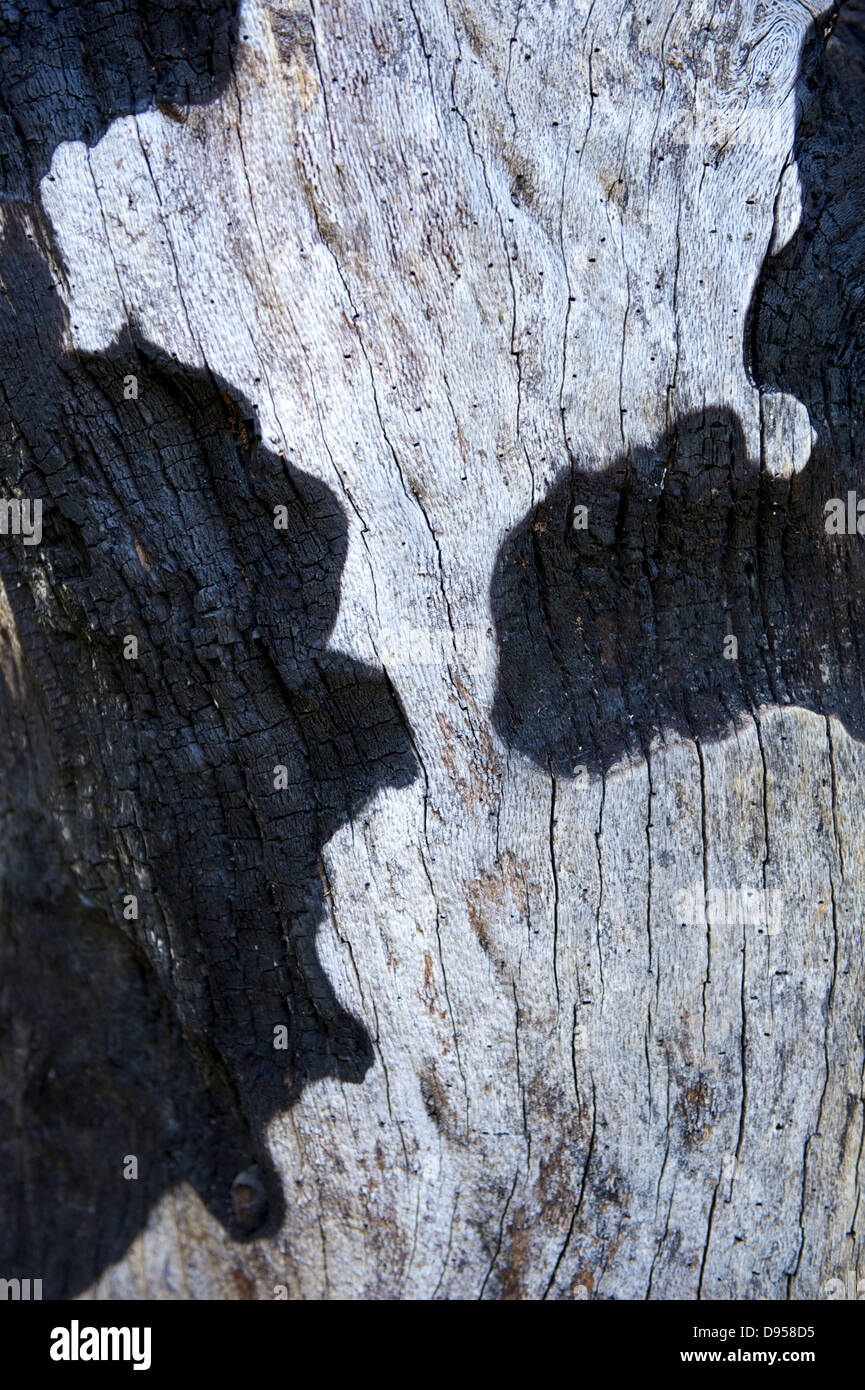 Fire-damaged redwood tree bark Stock Photo - Alamy