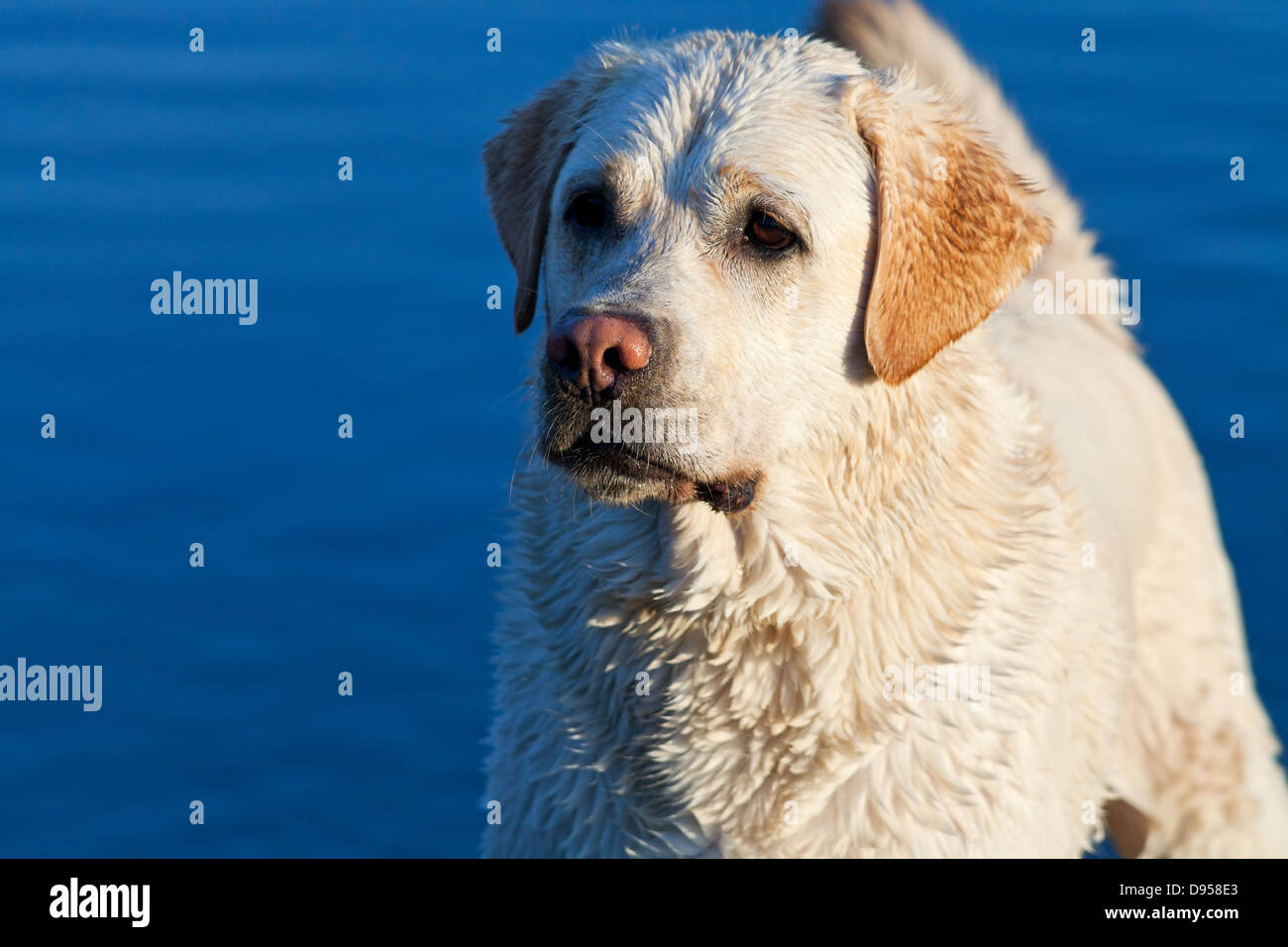 wet labrador Retriever dog with river blue water background Stock Photo ...