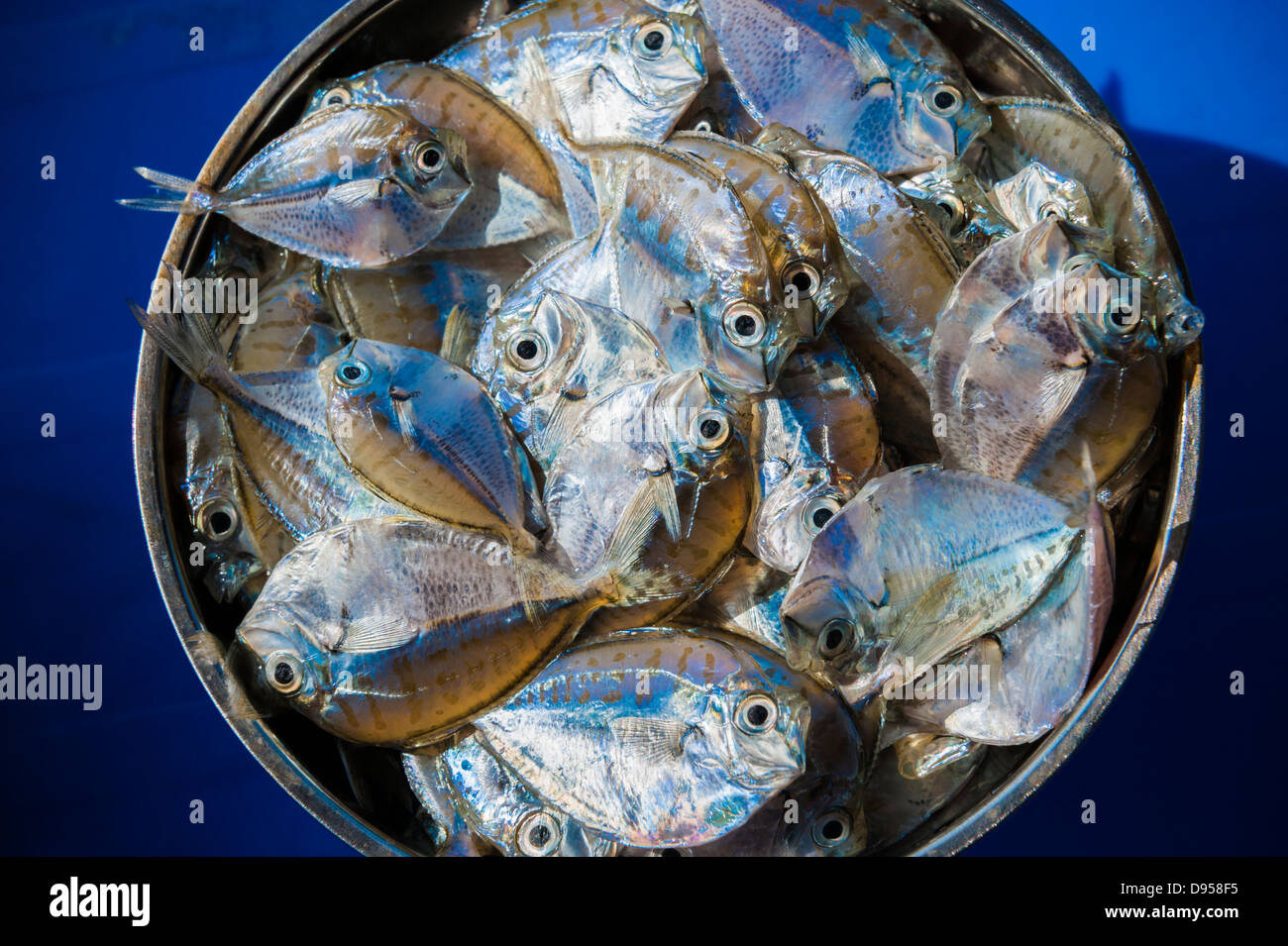Bowl of small colourful fish to be used as bait in a fishing village in ...