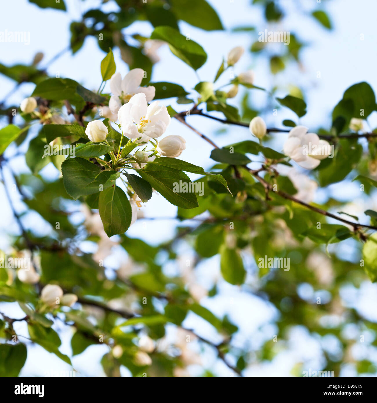 apple blossoms tree in spring orchard close up Stock Photo - Alamy