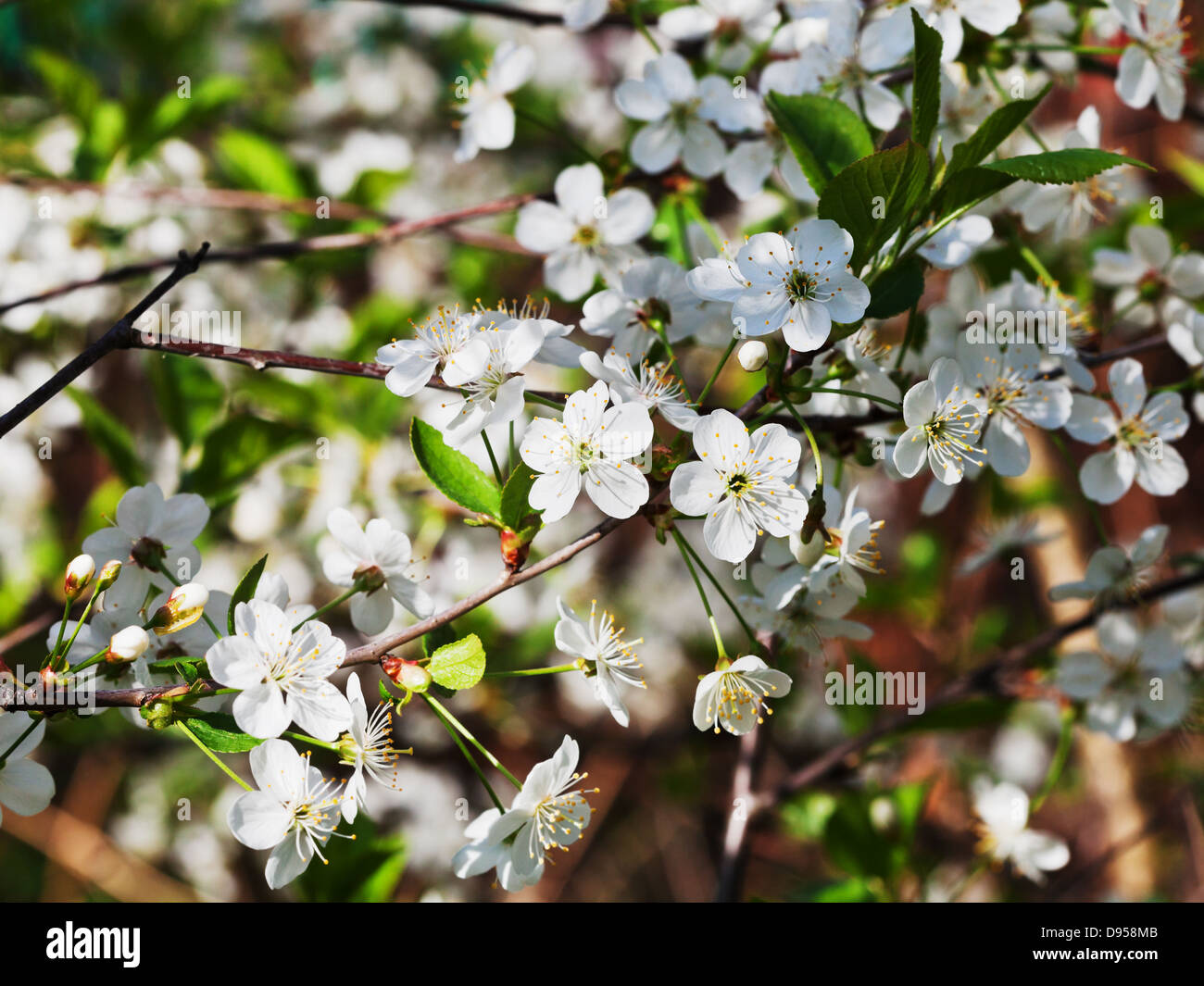 branch of cherry blossoms in spring garden Stock Photo - Alamy