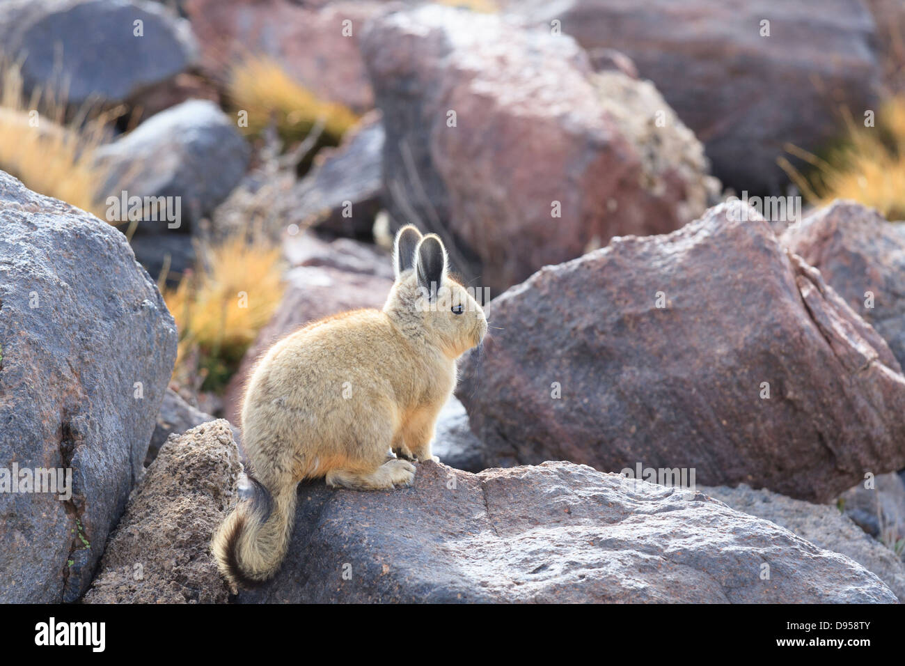 Viscachas hi-res stock photography and images - Alamy