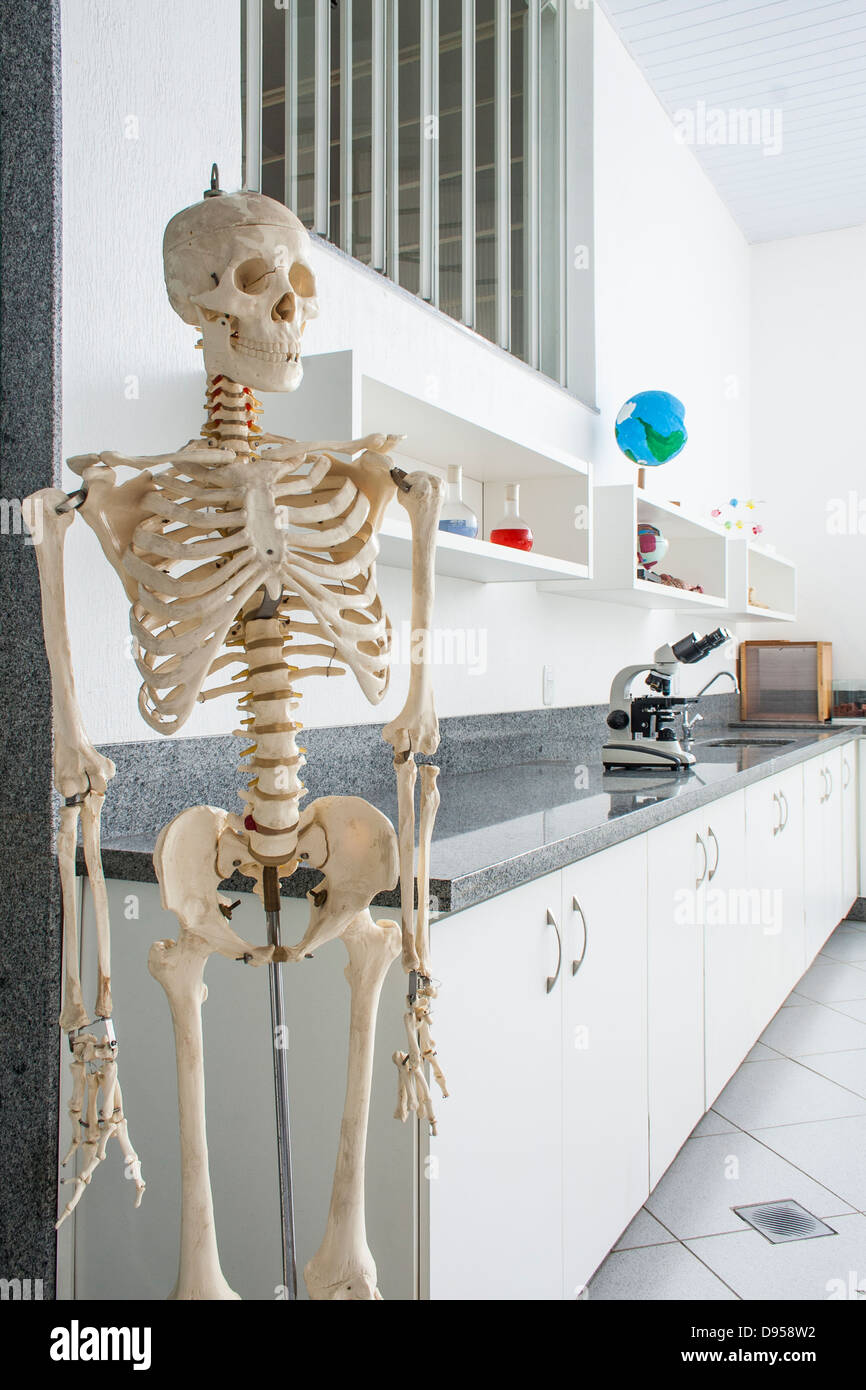 Skeleton in the Science Lab of Colegio Cenecista Dr. Julio Cesar ...