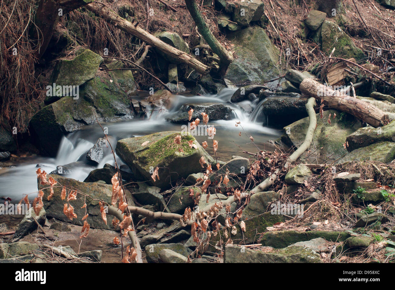 Still life in forest Stock Photo - Alamy