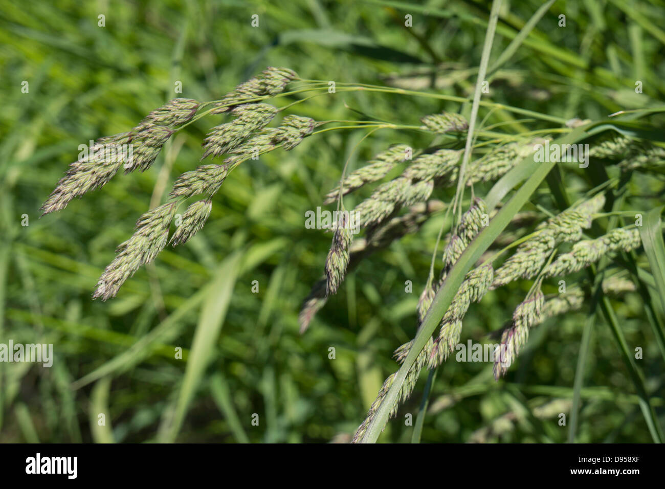 Shock of maturing Cock's-foot grasses Stock Photo - Alamy