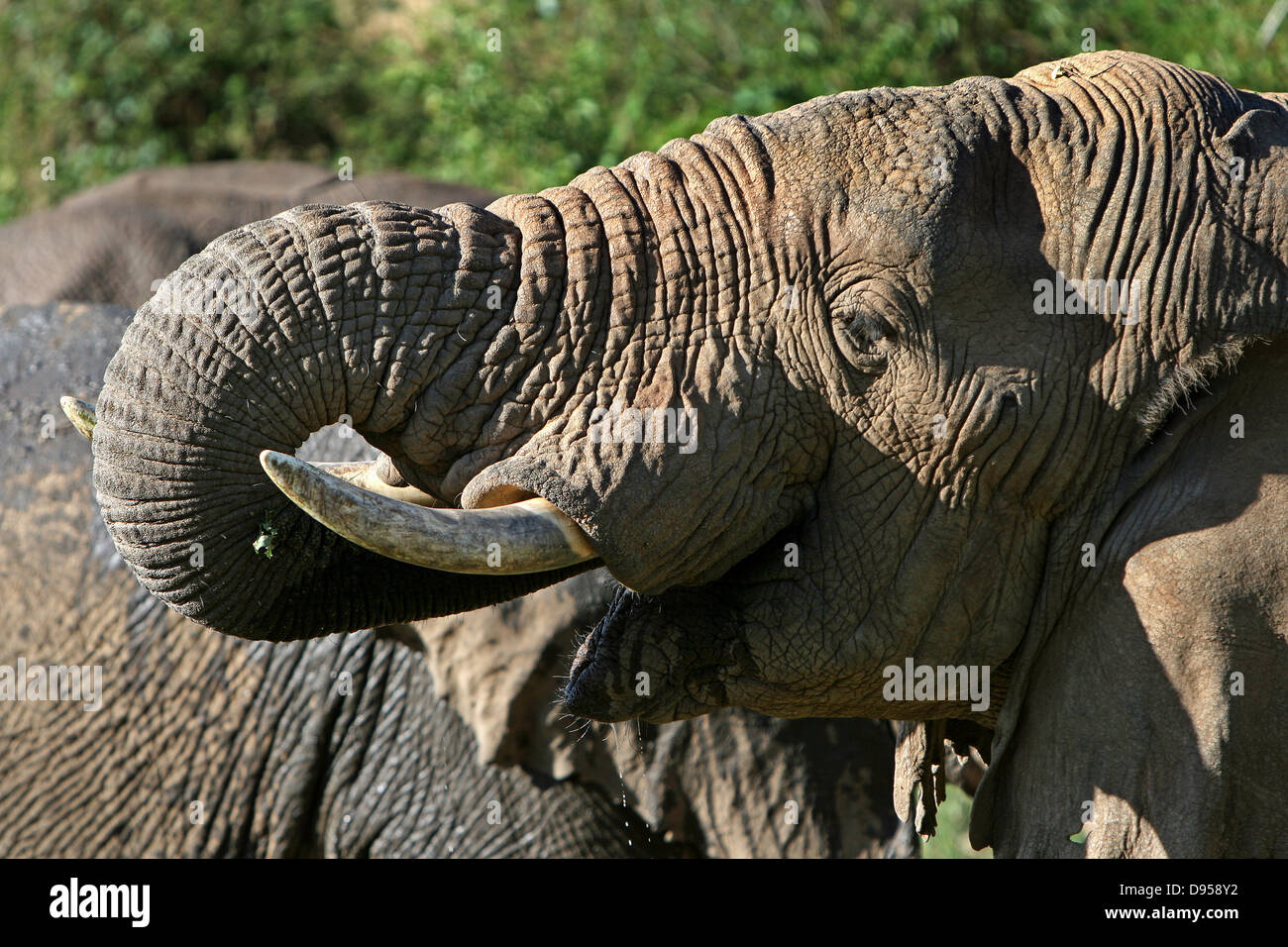 Matthews mountain hi-res stock photography and images - Alamy