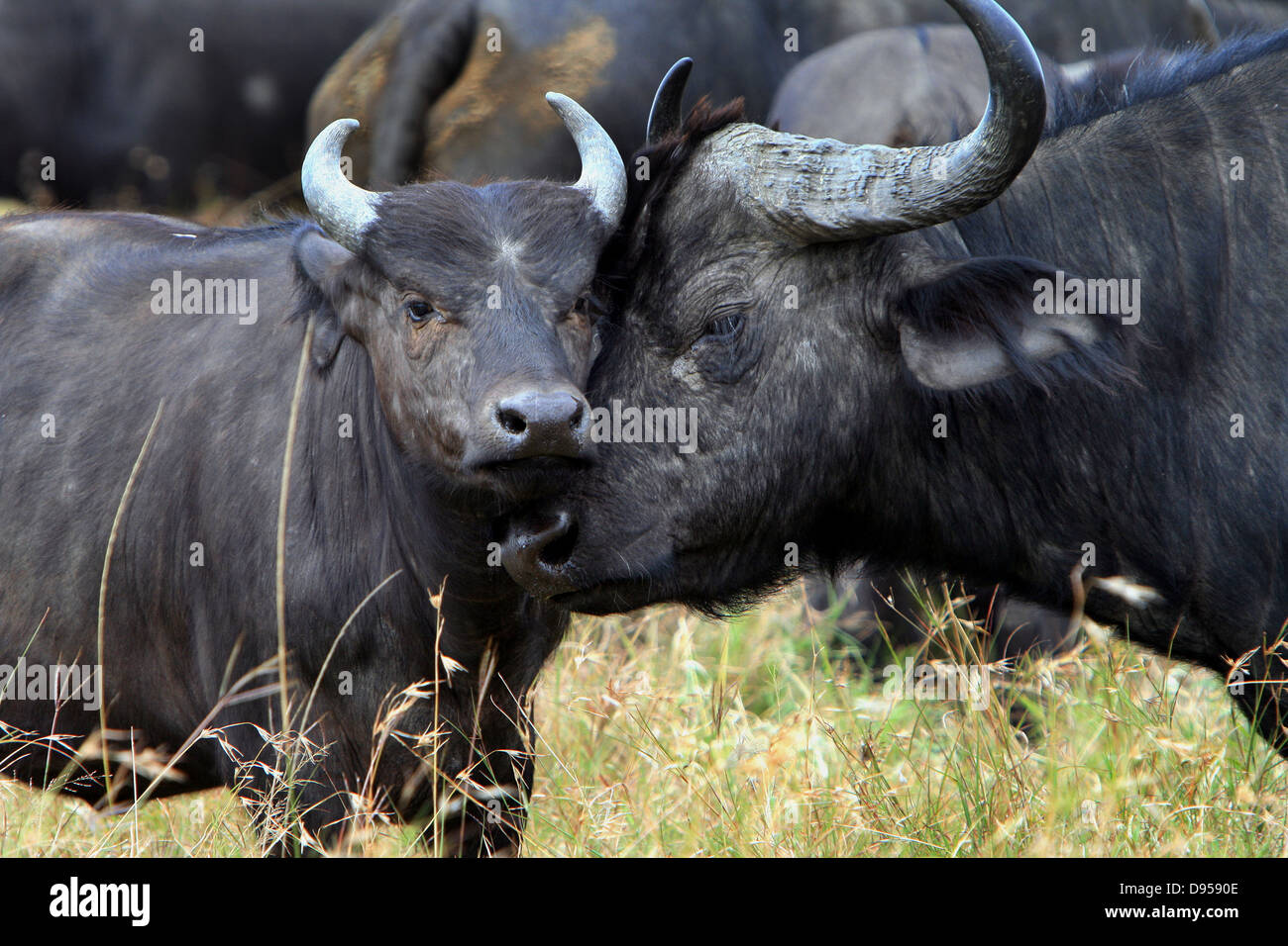 African buffalo baby hi-res stock photography and images - Alamy