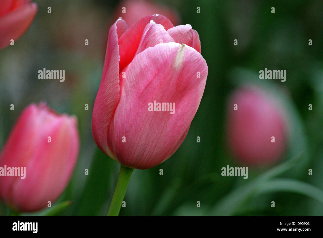 Single flower a hi-res stock photography and images - Alamy