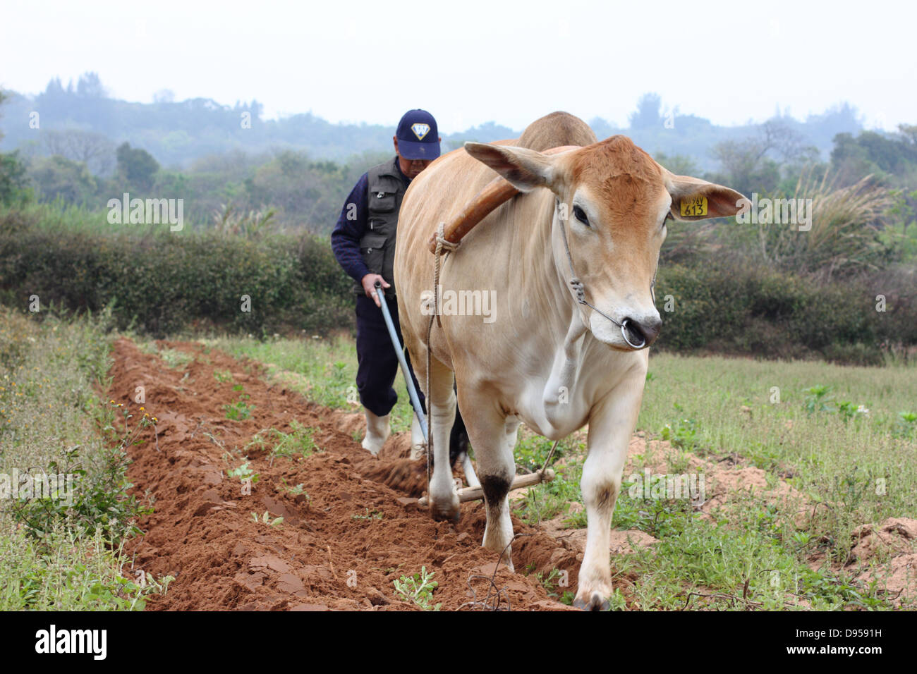 A farmer plows his field, Kinmen National Park, Shuitou Village, Kinmen ...