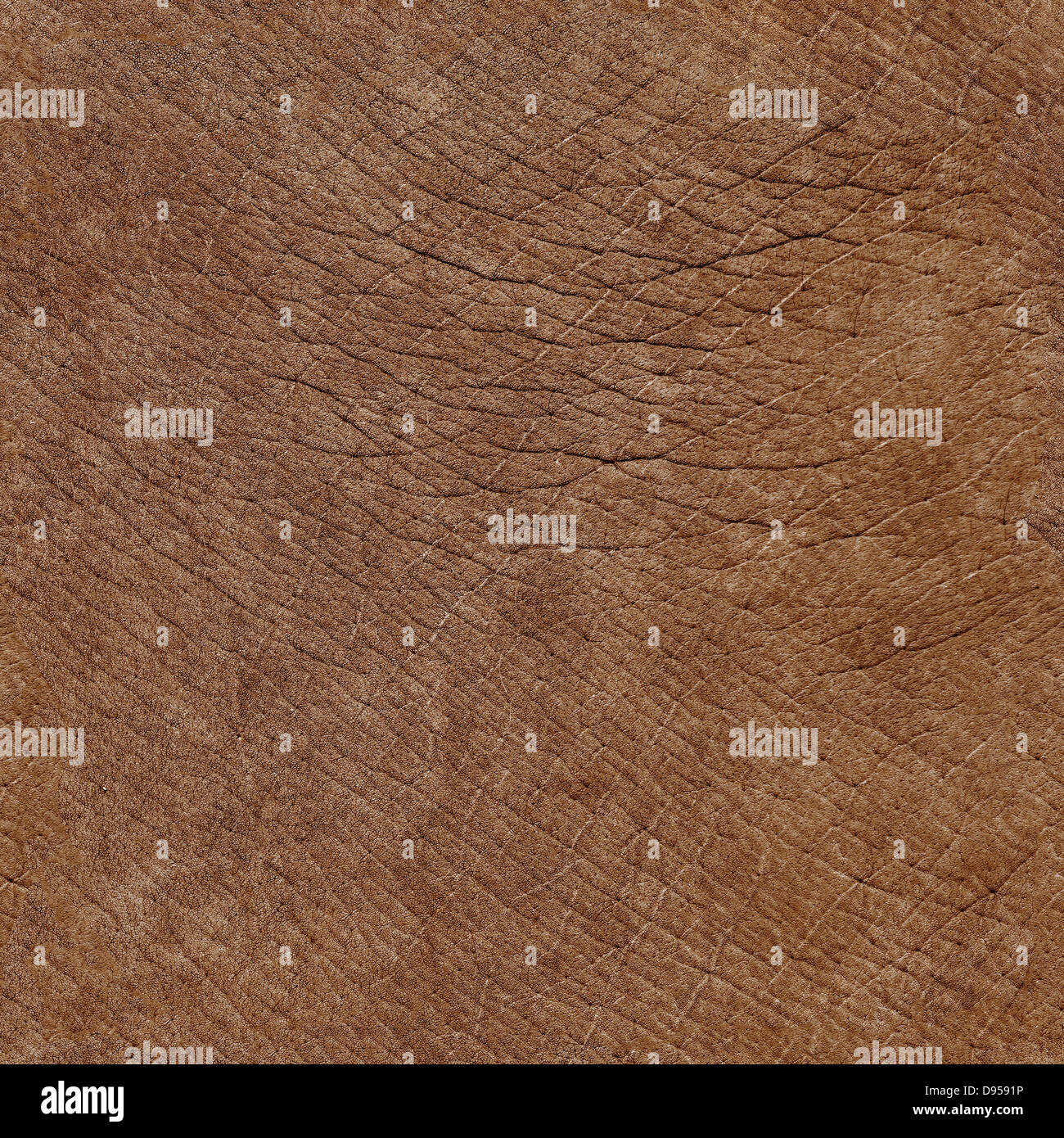 Elephant skin surface - seamless natural texture Stock Photo - Alamy